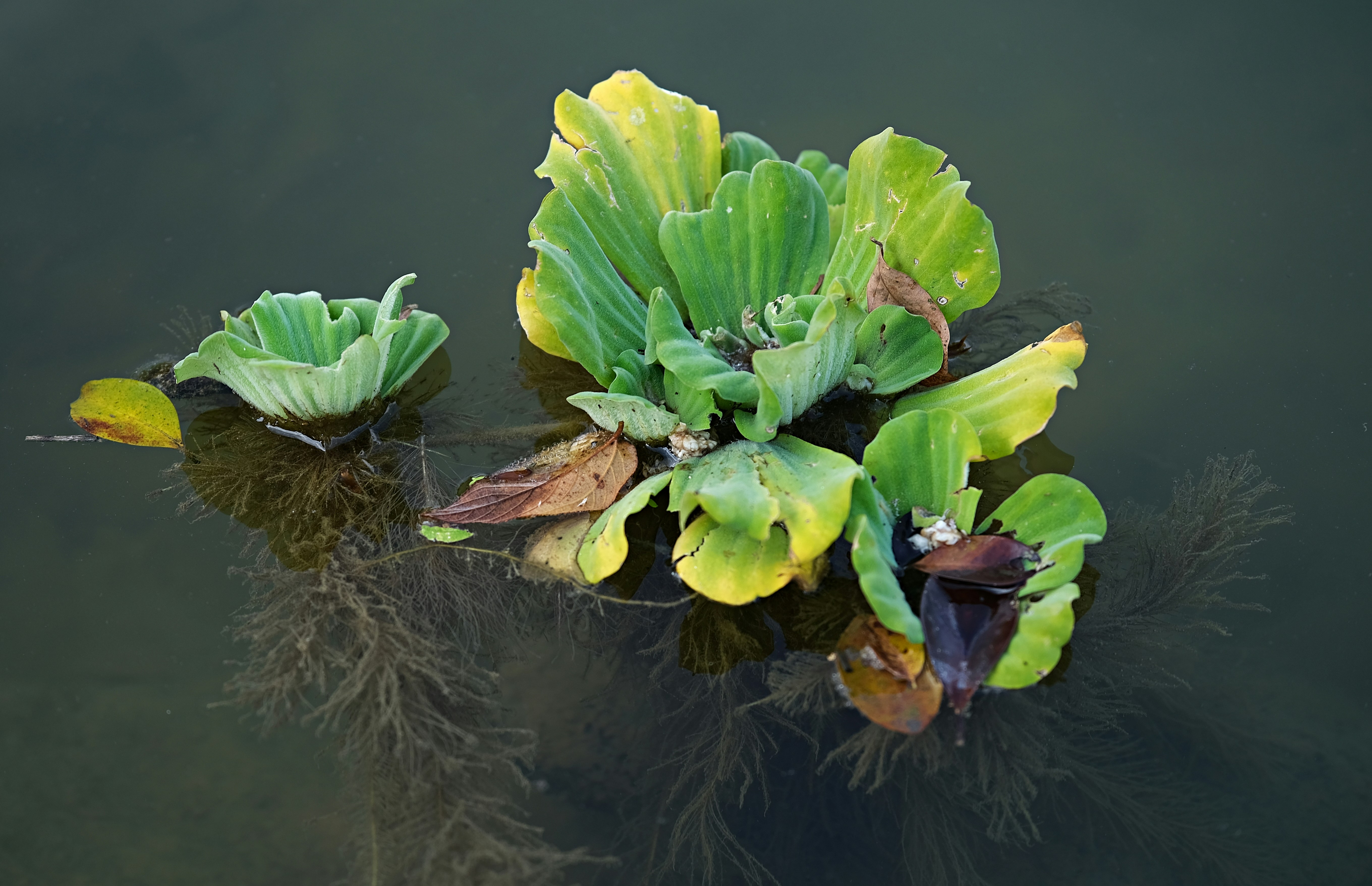 Floating Green: A Quiet Patch of Water Lilies Resting on Still Surface