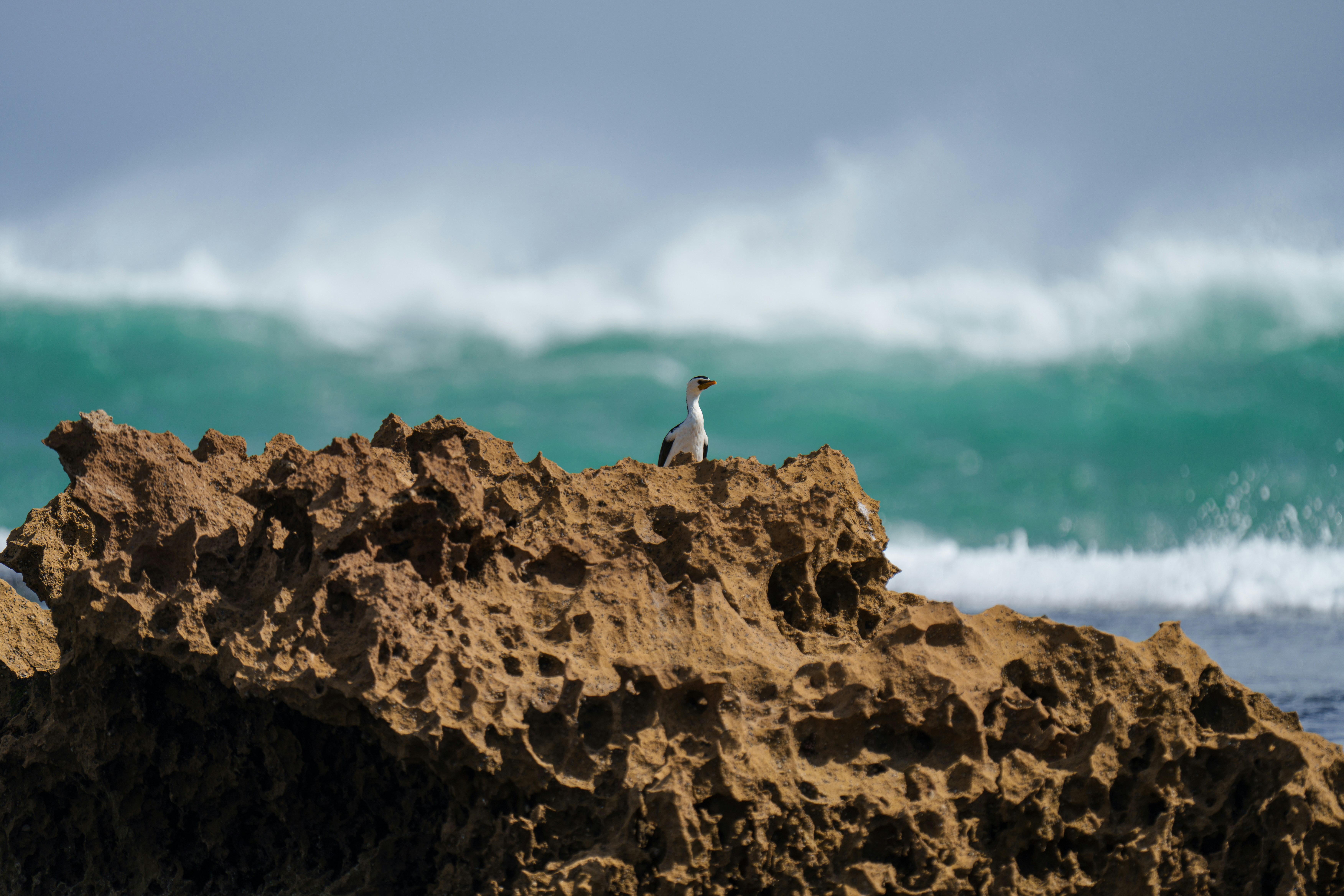 Seabird Stand on Jagged Cliff Beneath Rolling Green Waves