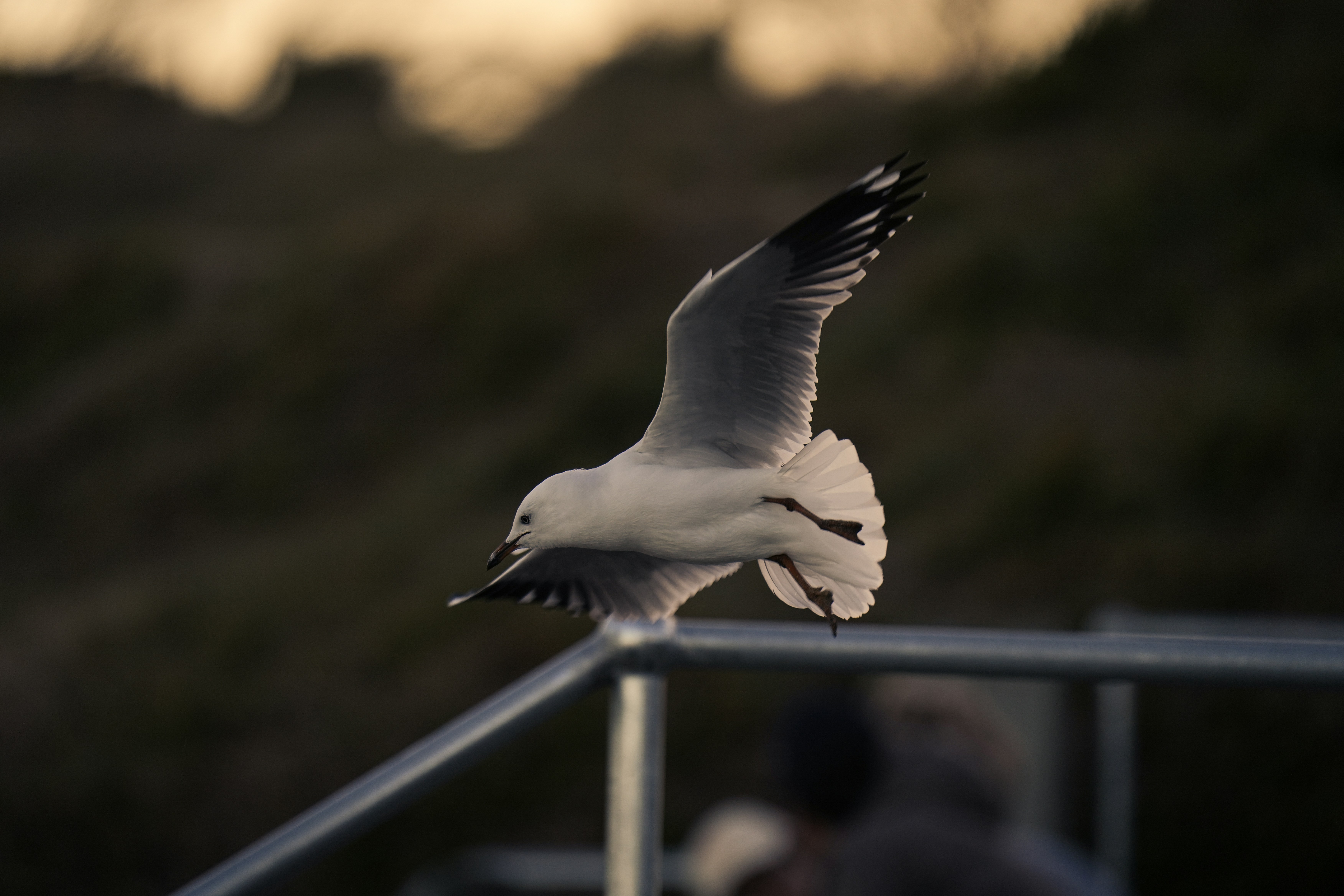 Wingbeat at Dusk: A Seagull Slicing Through Evening Air