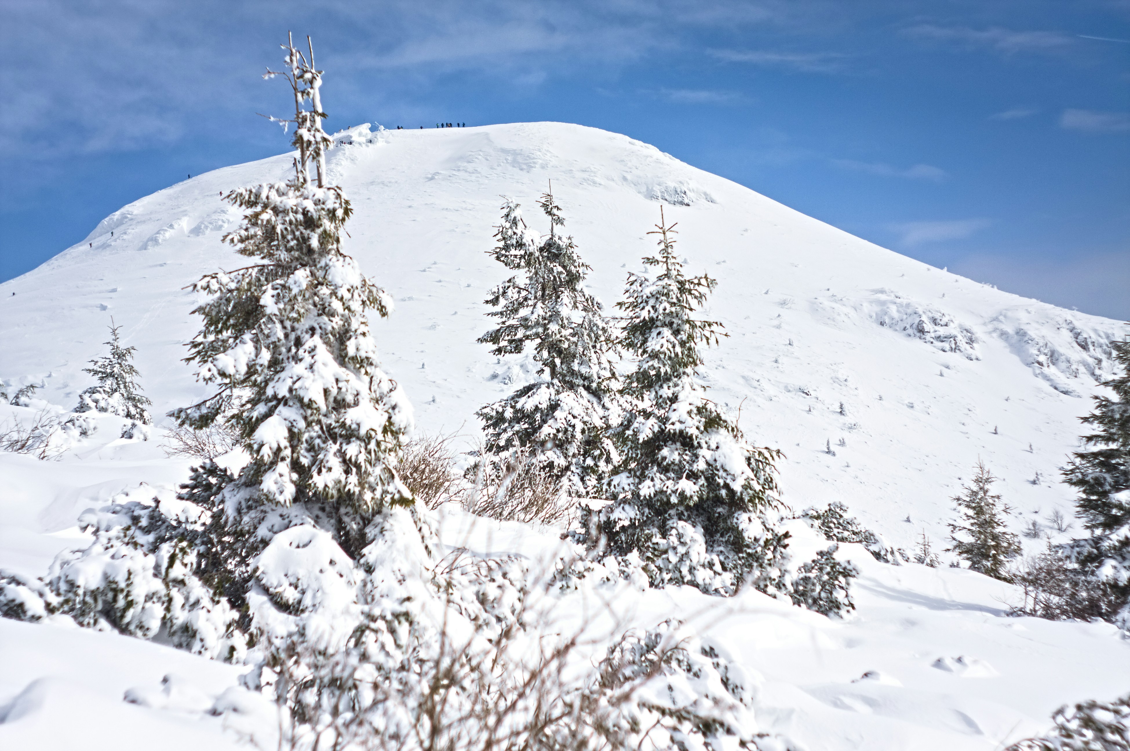 Snowbound Summit and Silent Pines