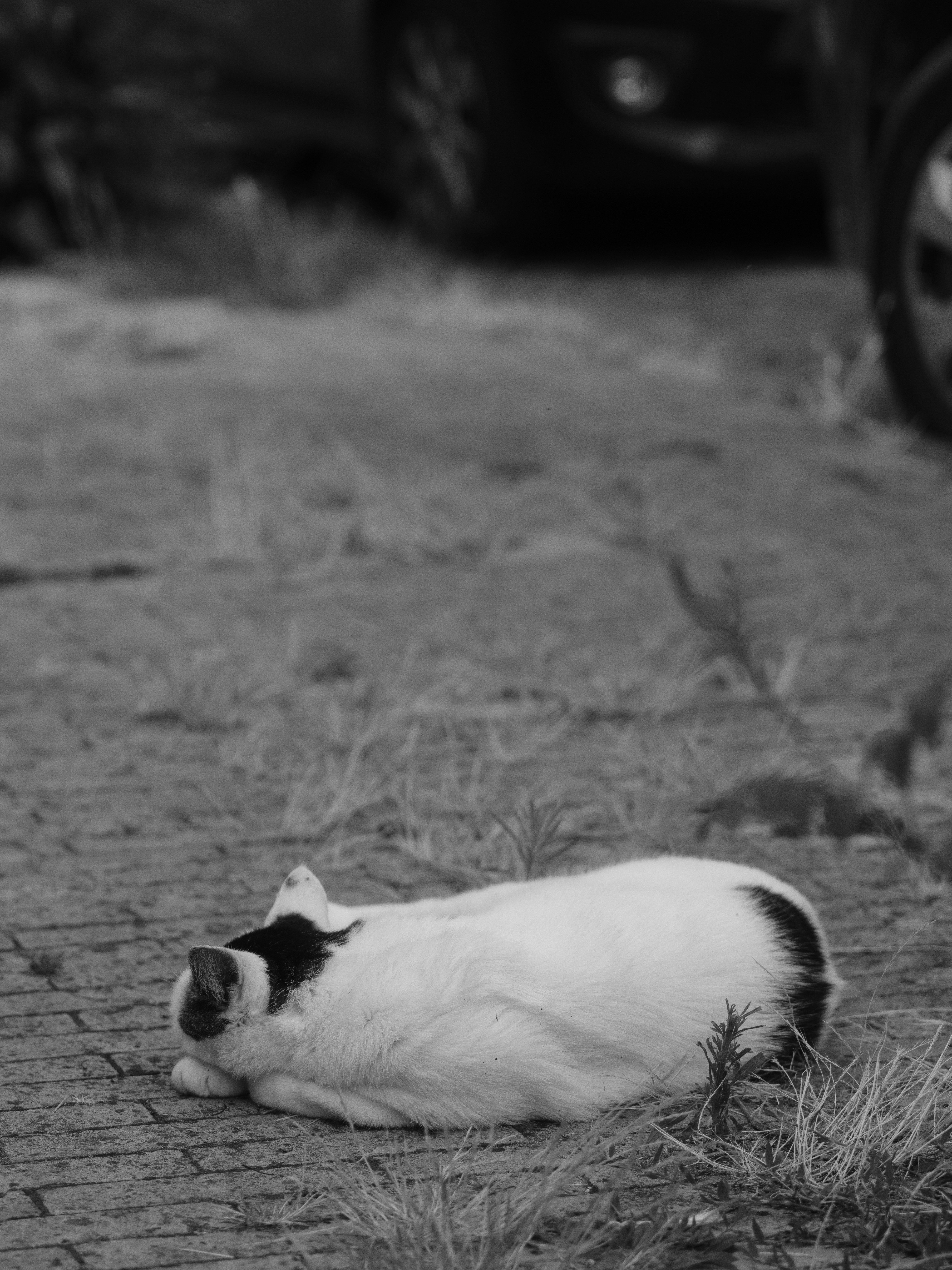 Rest in the Shade: A Quiet Cat on Pebbled Ground