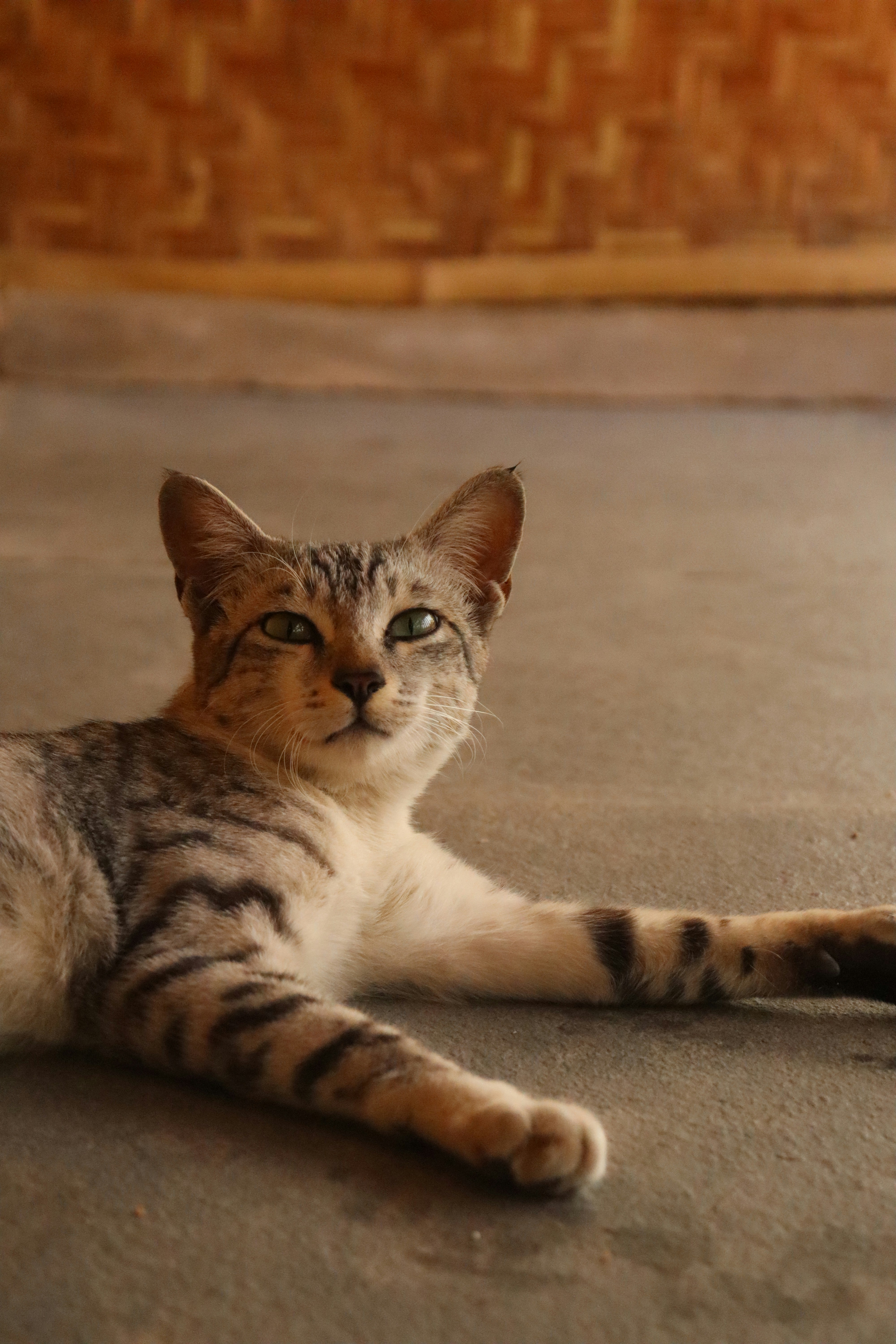 Lounging Feline Gaze: Quiet Confidence on a Concrete Stage