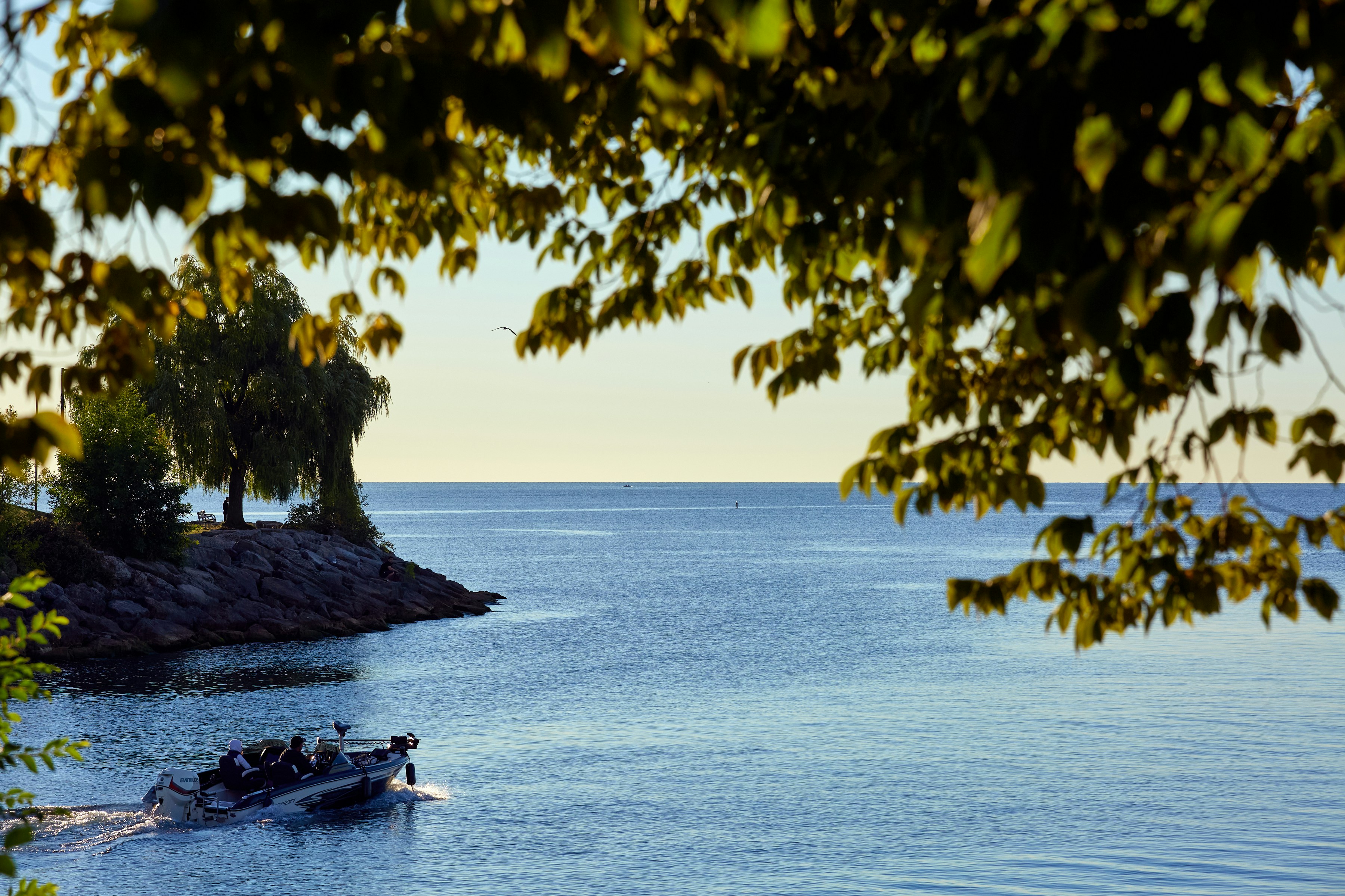 Shoreline Whisper: A Quiet Horizon Framed by Overhanging Foliage