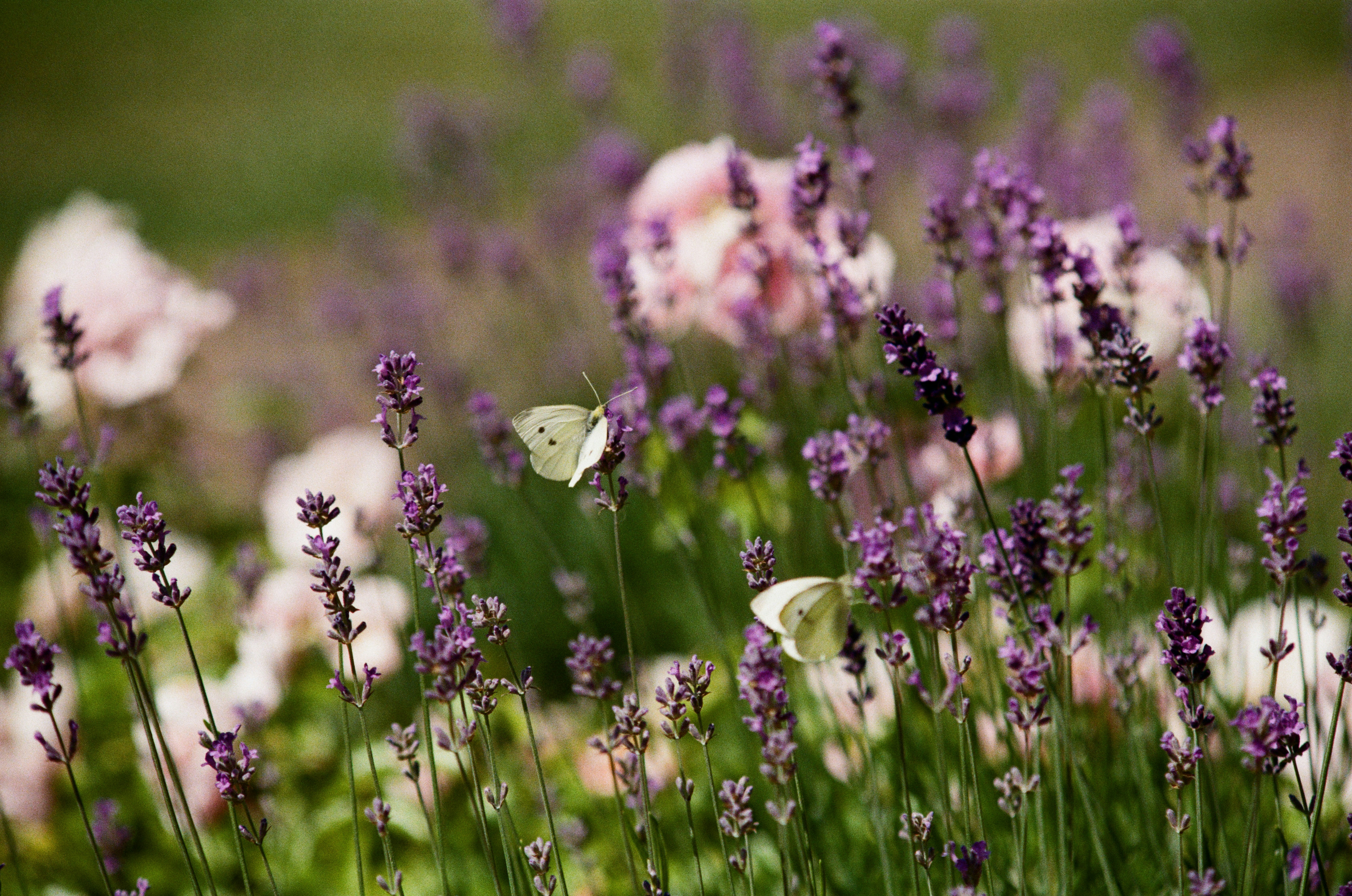 Whispers of Lavender and White in a Gentle Meadow