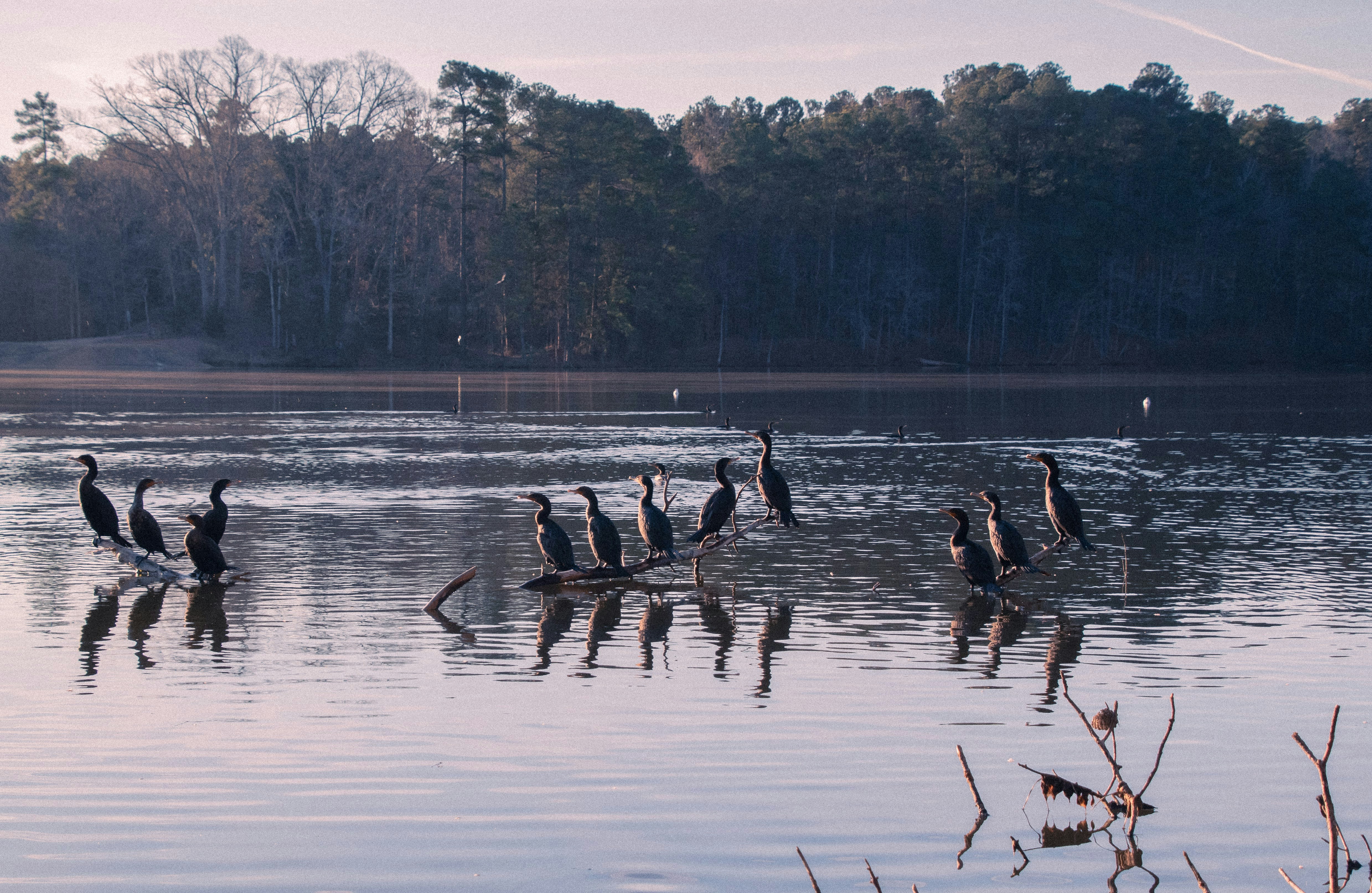 Heron Court on Glassy Lake at Dusk