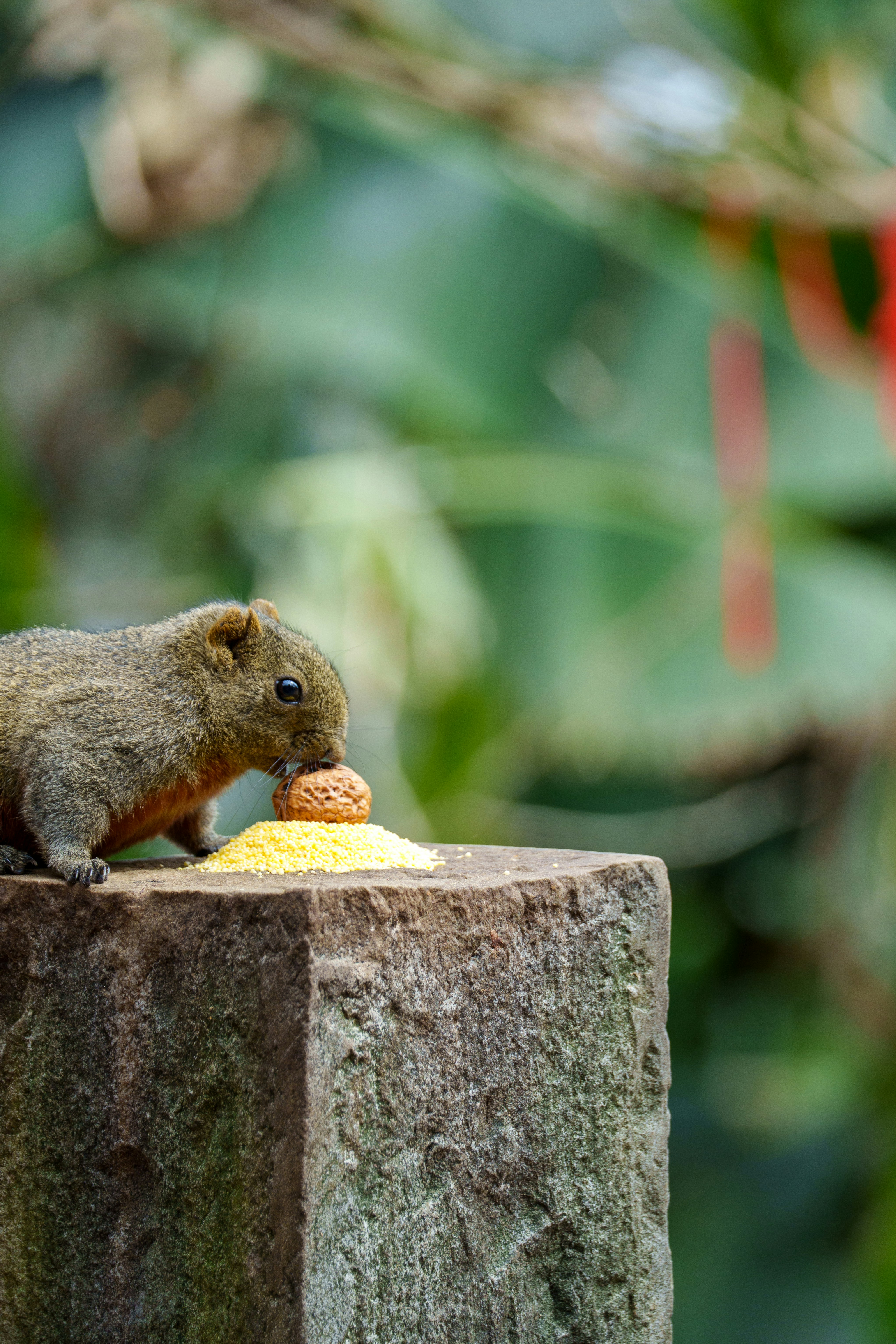 Squirrel at the Edge: Nutritious Focus on a Wood Platform