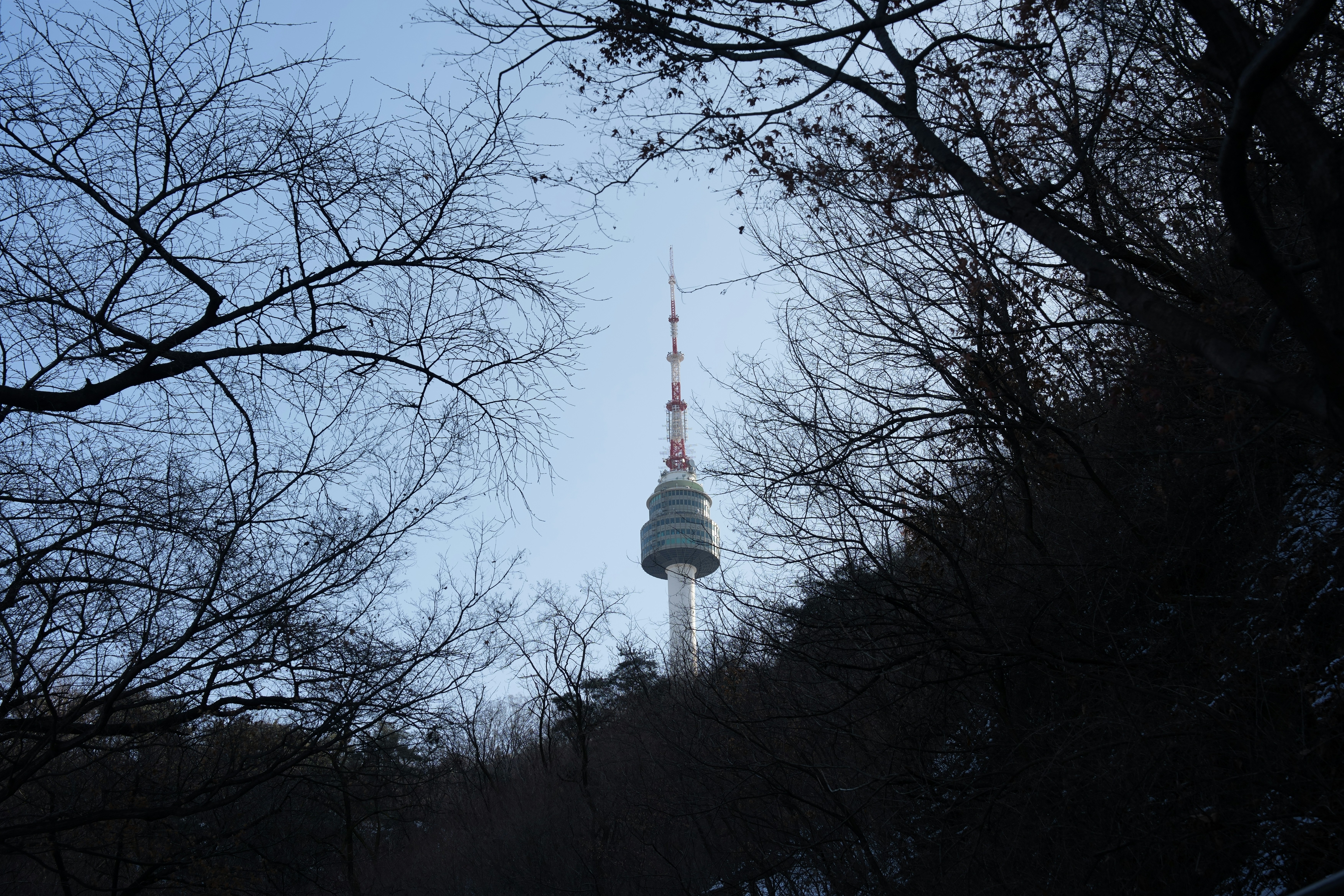 Tower Above the Winter Canopy