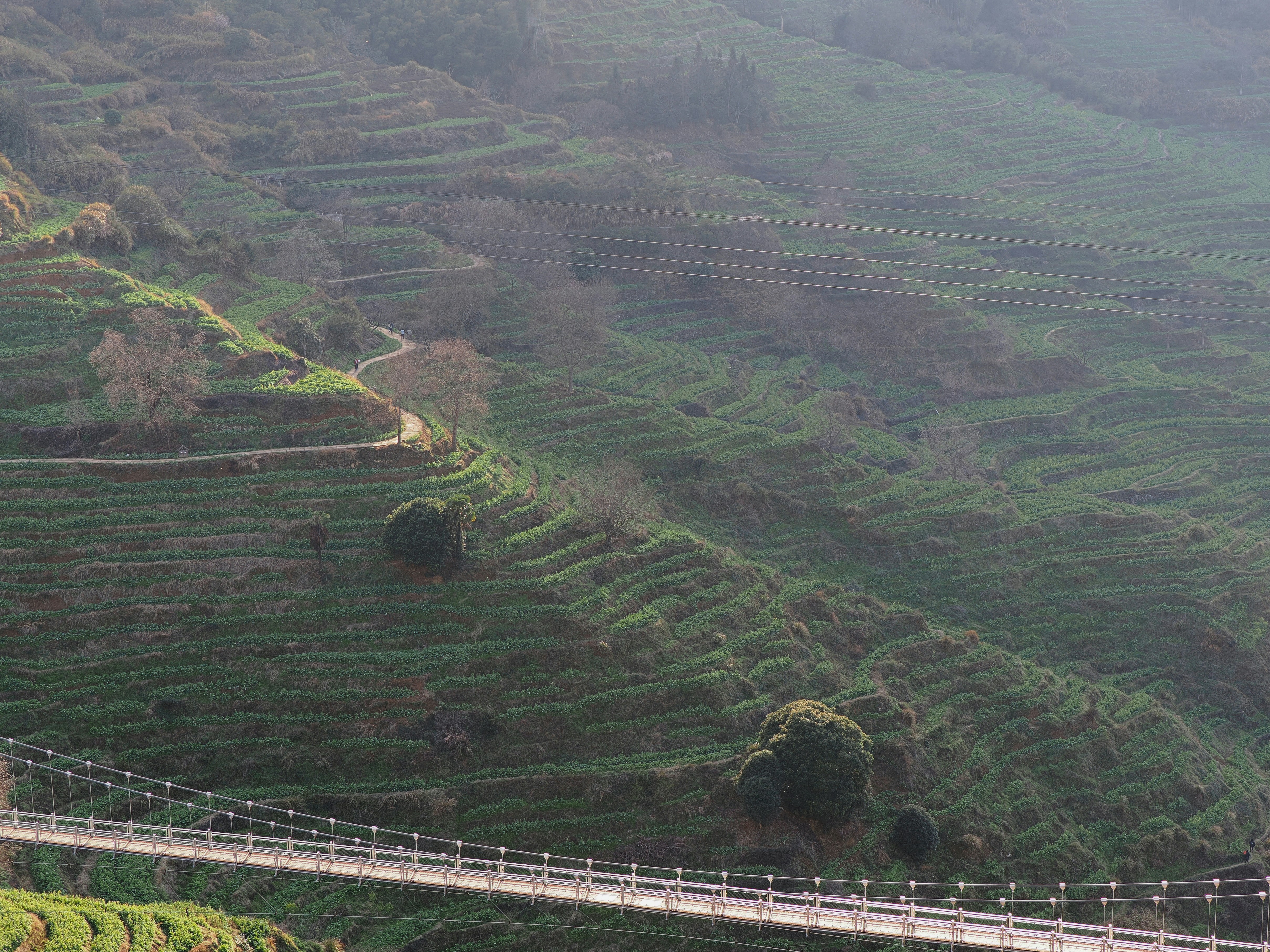 Suspended Over Terraced Green: A Misty Ridge Walk