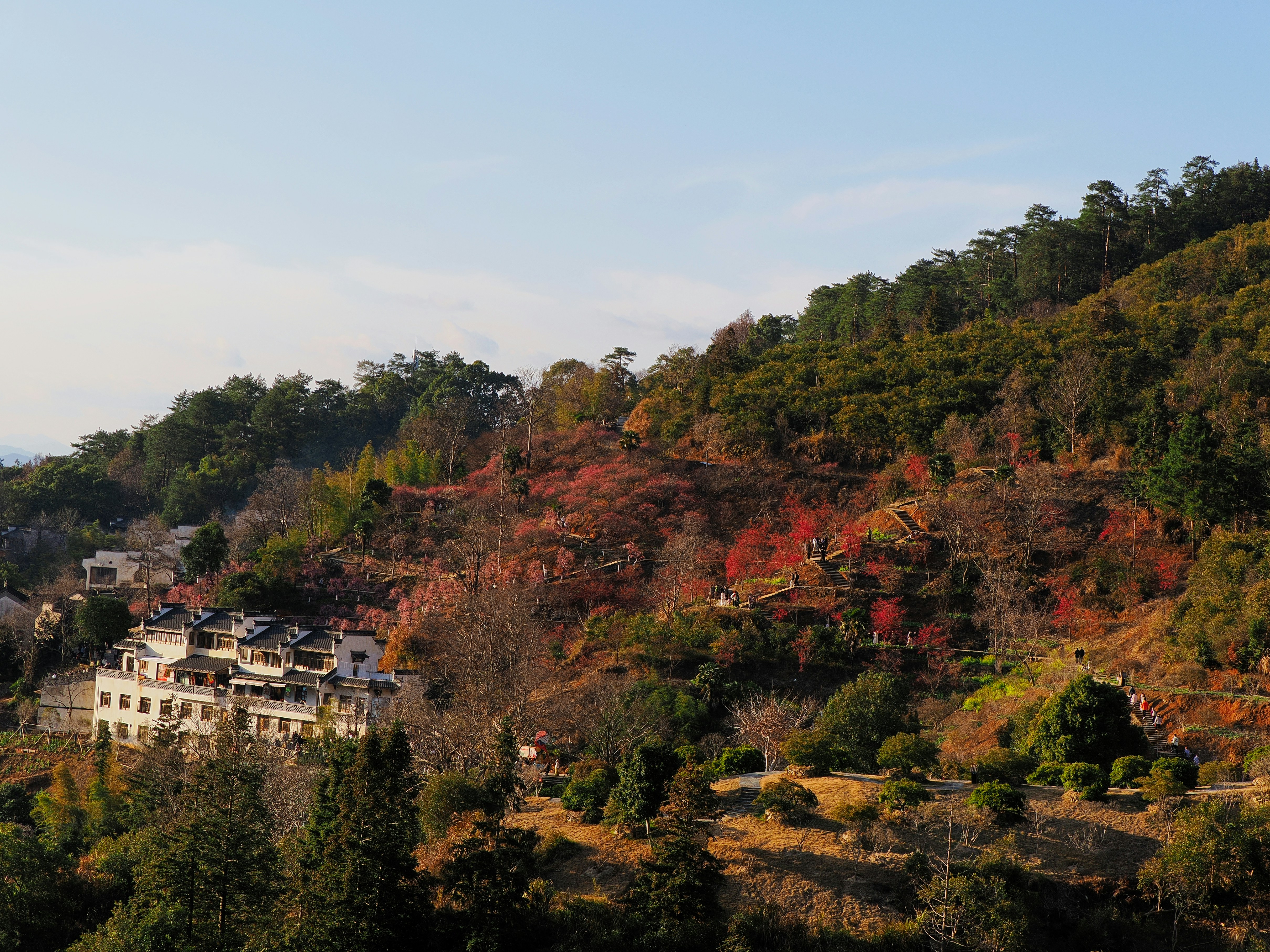 Terraced hillside village tucked among autumn trees