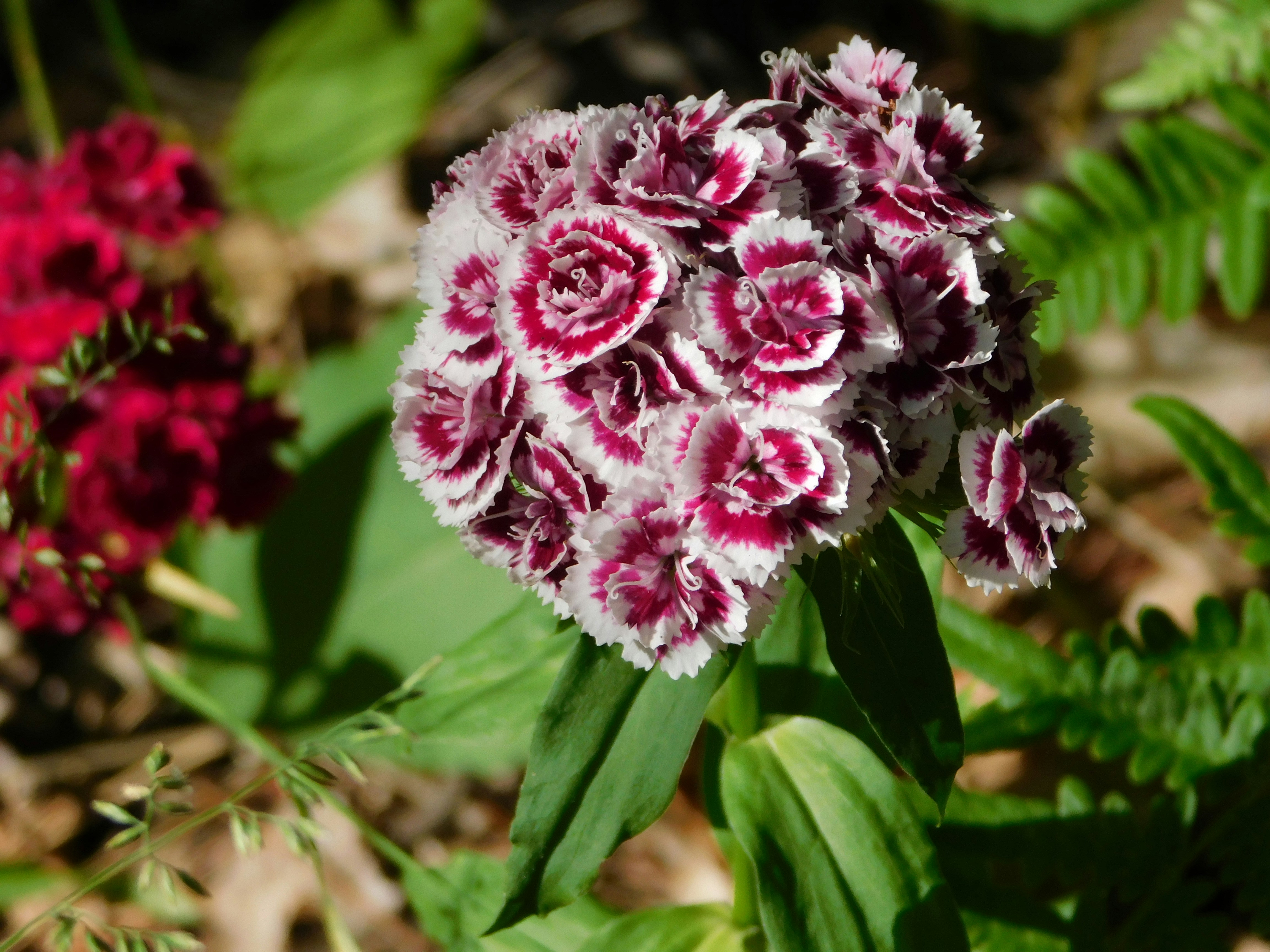 Crimson and ivory carnation bloom centered among garden greens