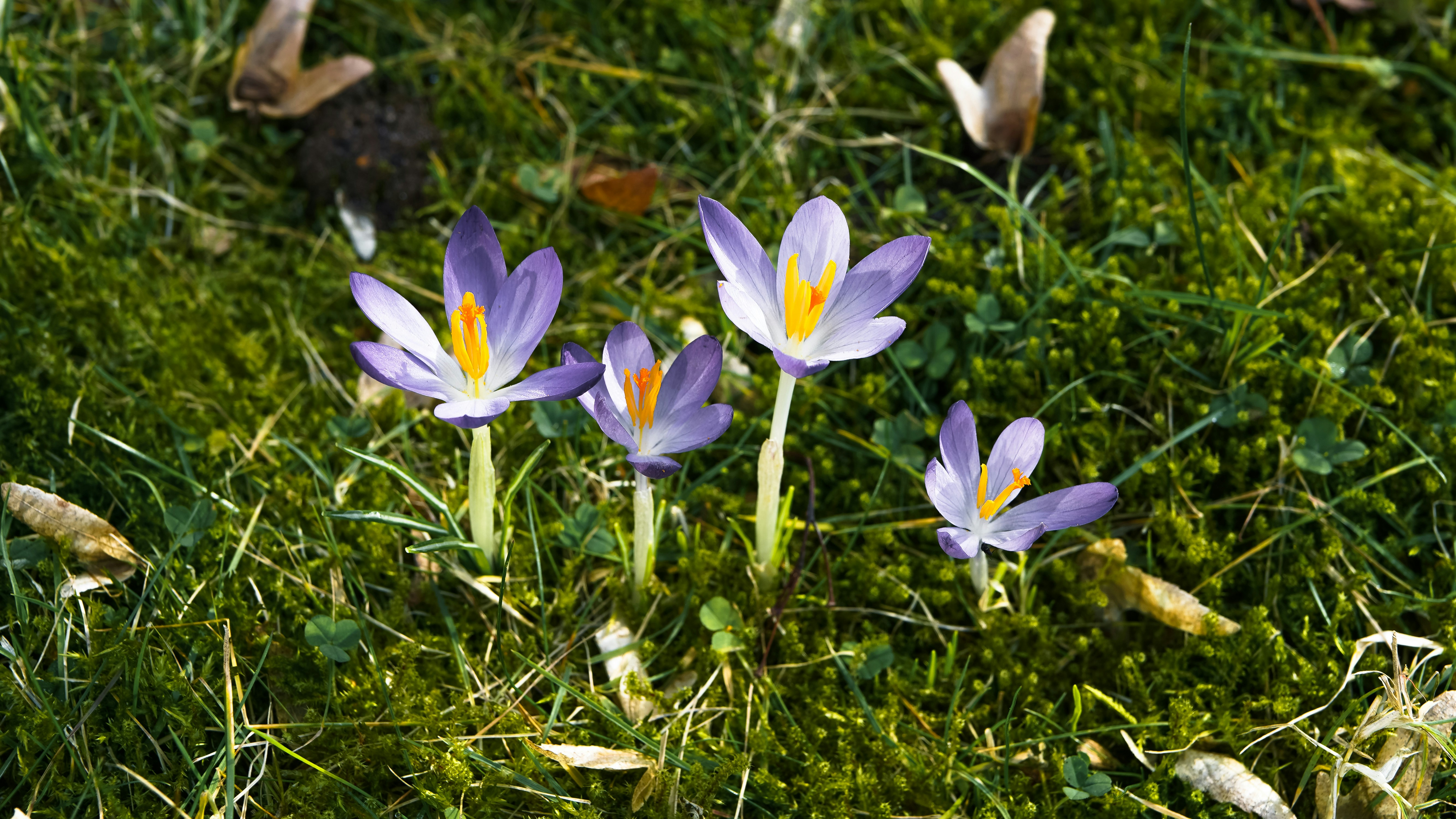 Purple Crocuses in Mossy Spring Bed