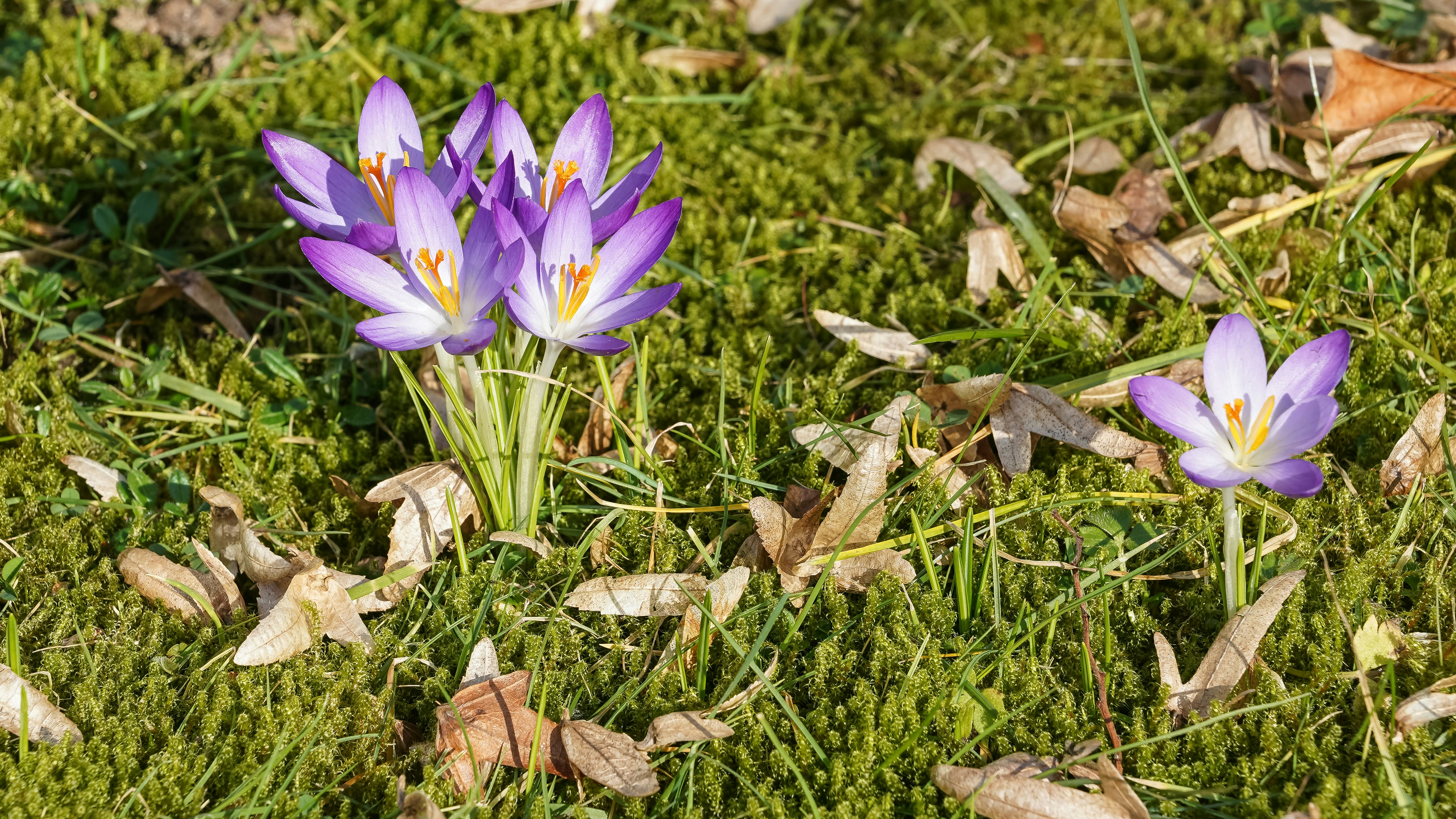 Purple Crocus Cluster Emerging from Spring Moss