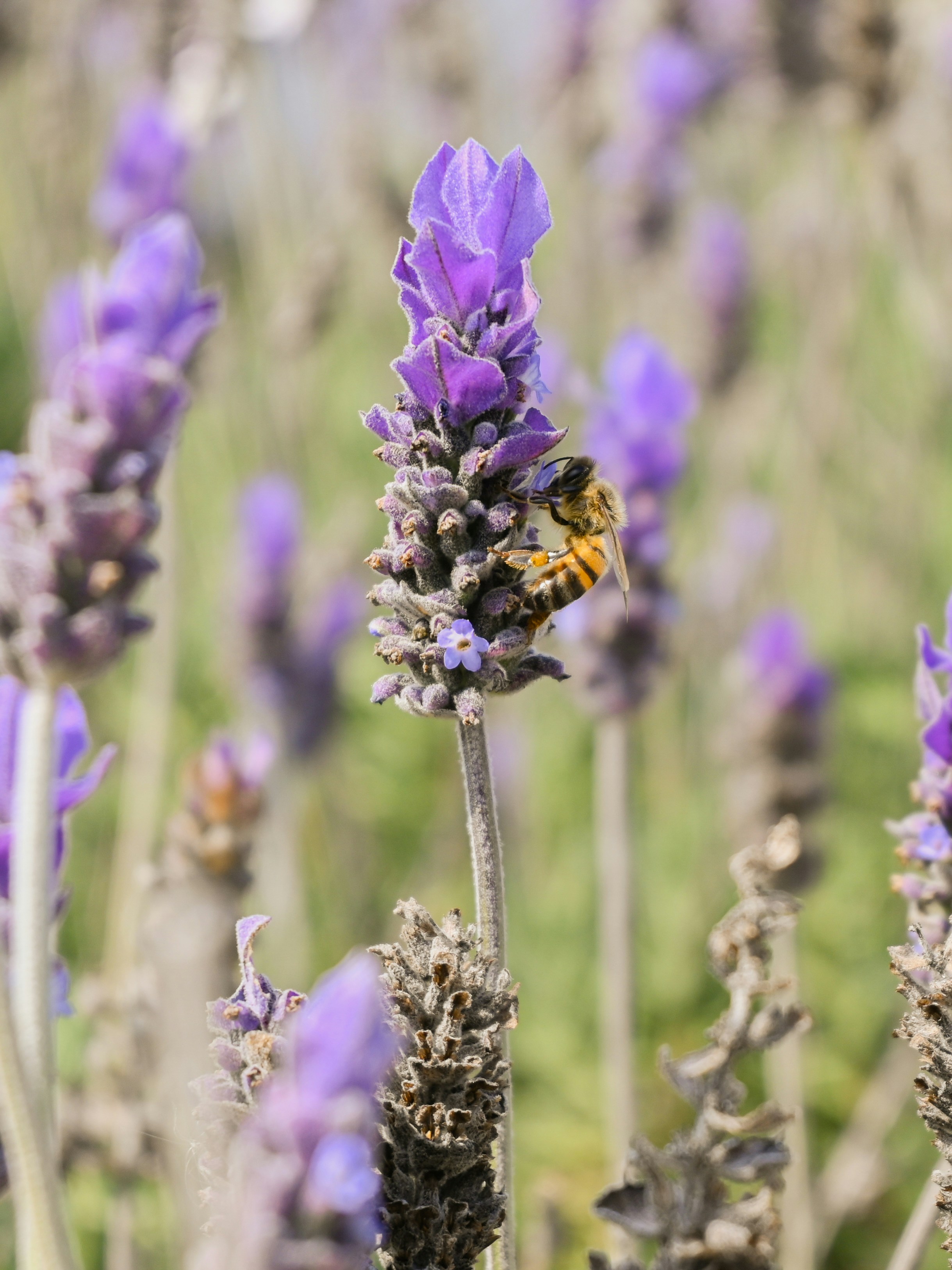 Bee in Lavender: Narrow Focus on a Pollinating Moment