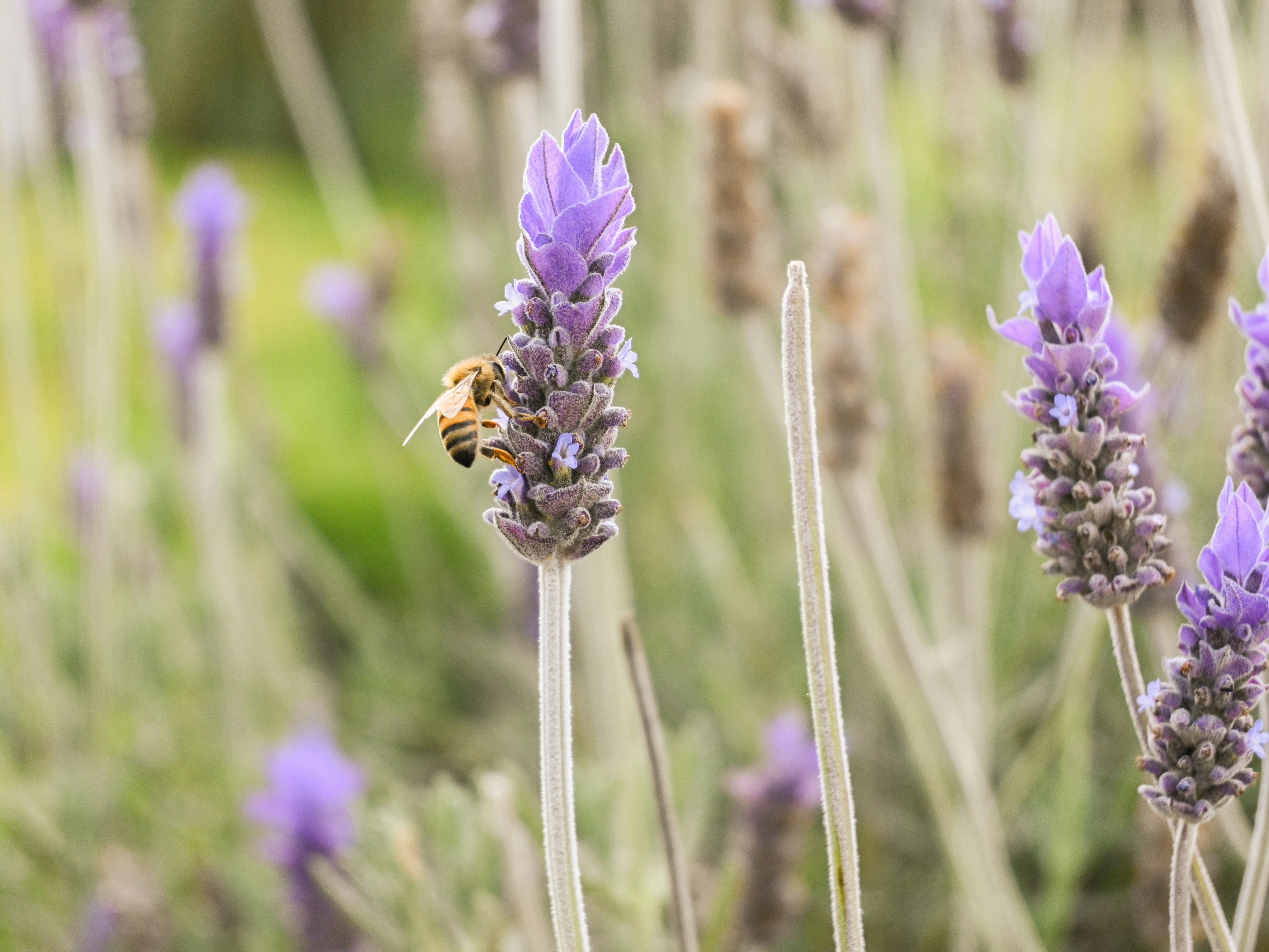 Pollination Pause: A Honey Bee on Lavender in Soft Focus