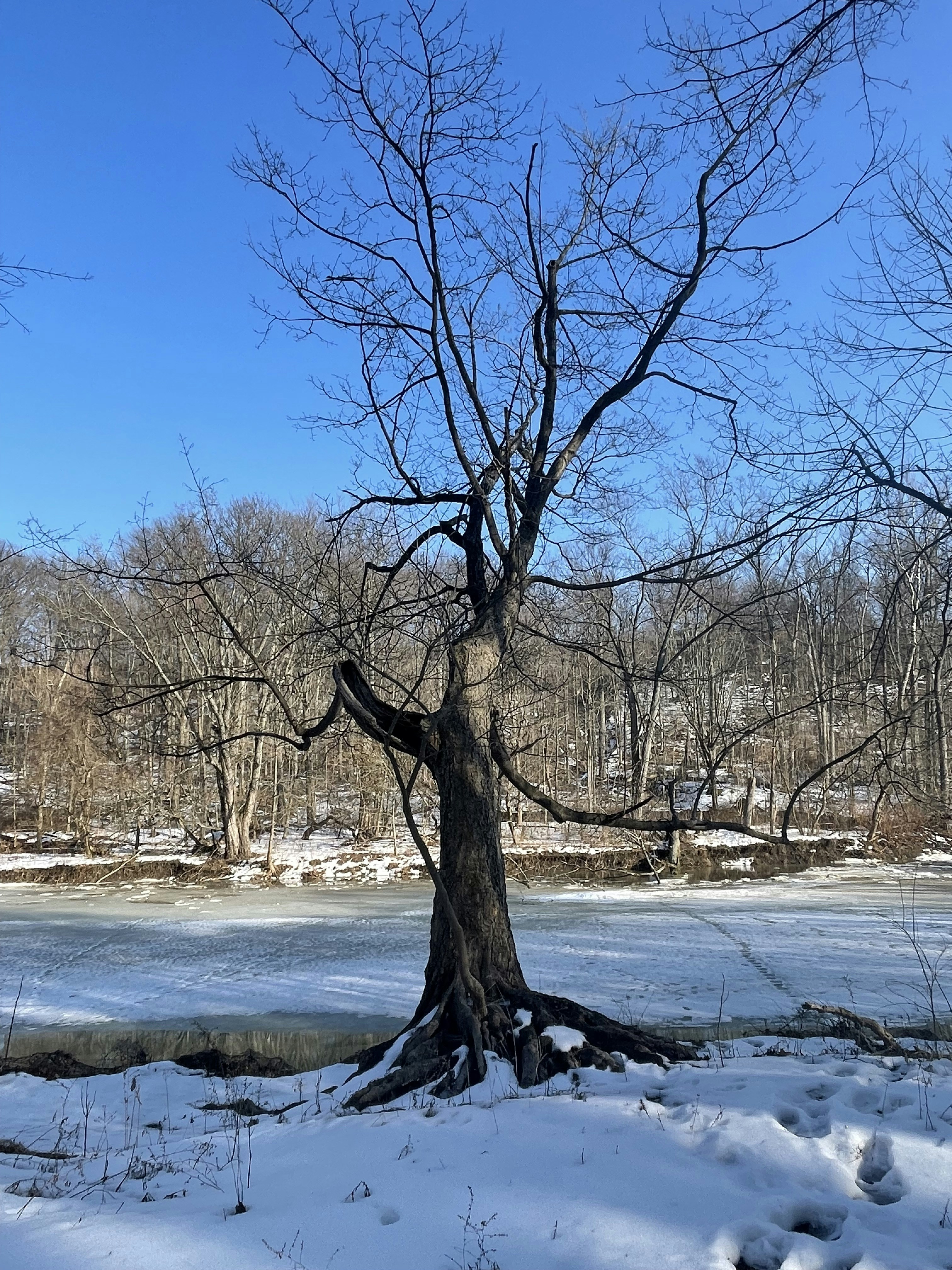Winter sentinel: the gnarly center tree against a bright blue sky
