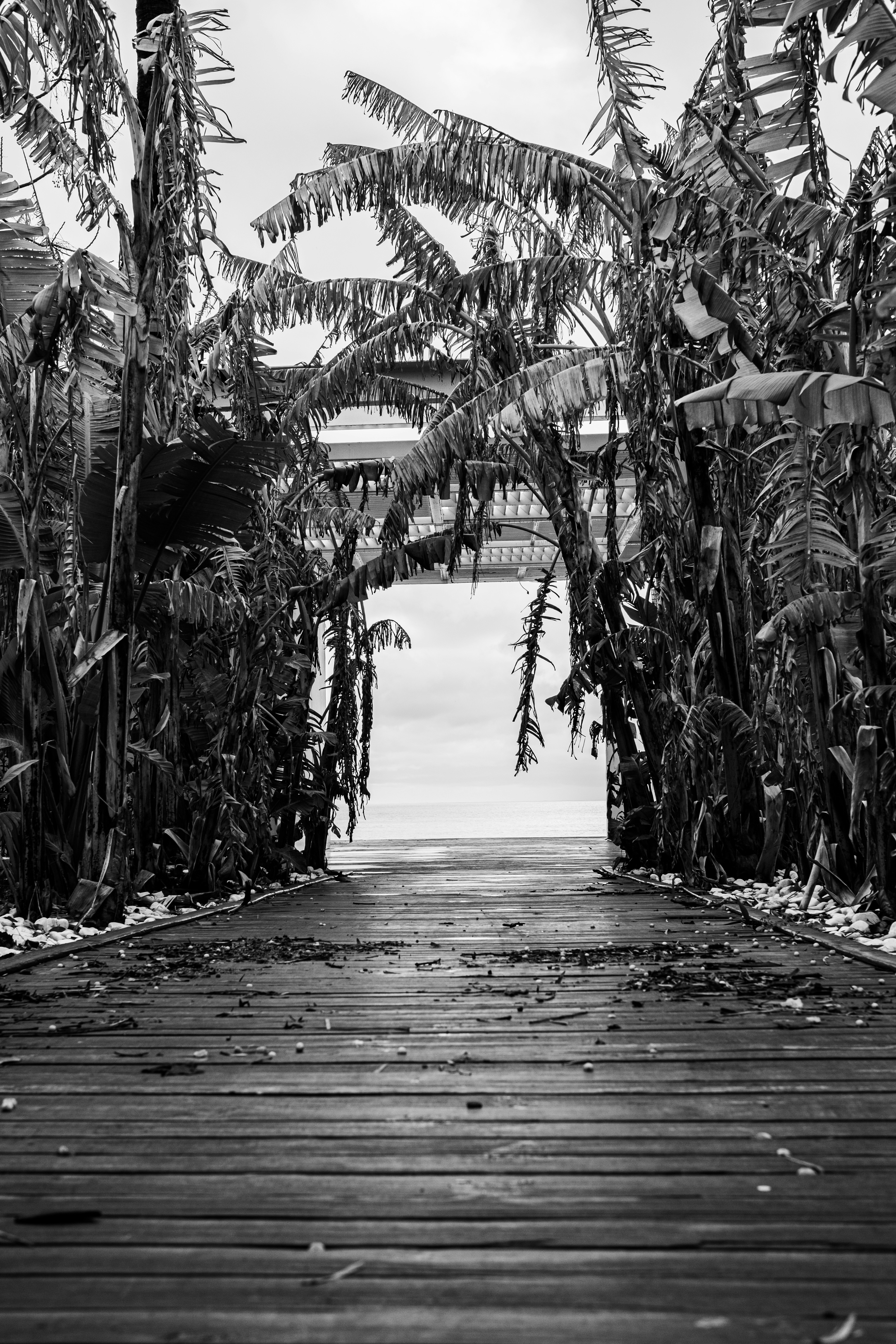 Pathway Through Tropical Arch: A Coconut Corridor to the Sea