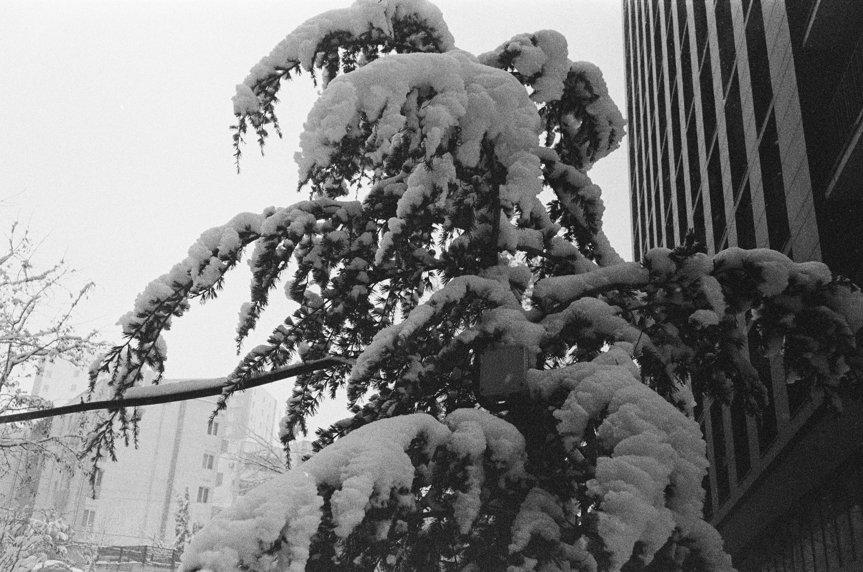Snowy Tbilisi. 35mm 35mm film analog photography film photography zorki zorki4 street photography