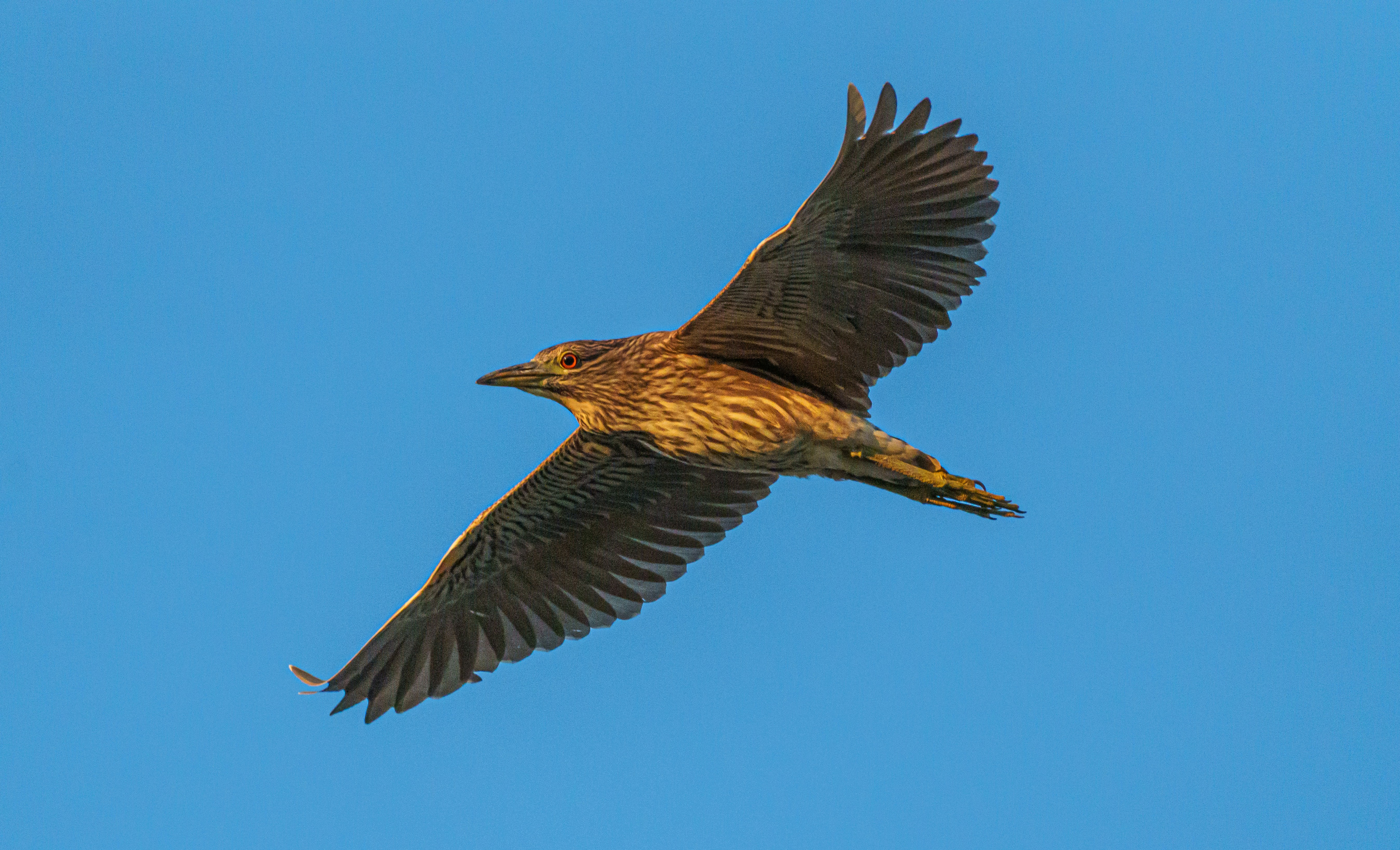 Amber-winged Gannet: A Golden-hued Glider Against a Clear Blue