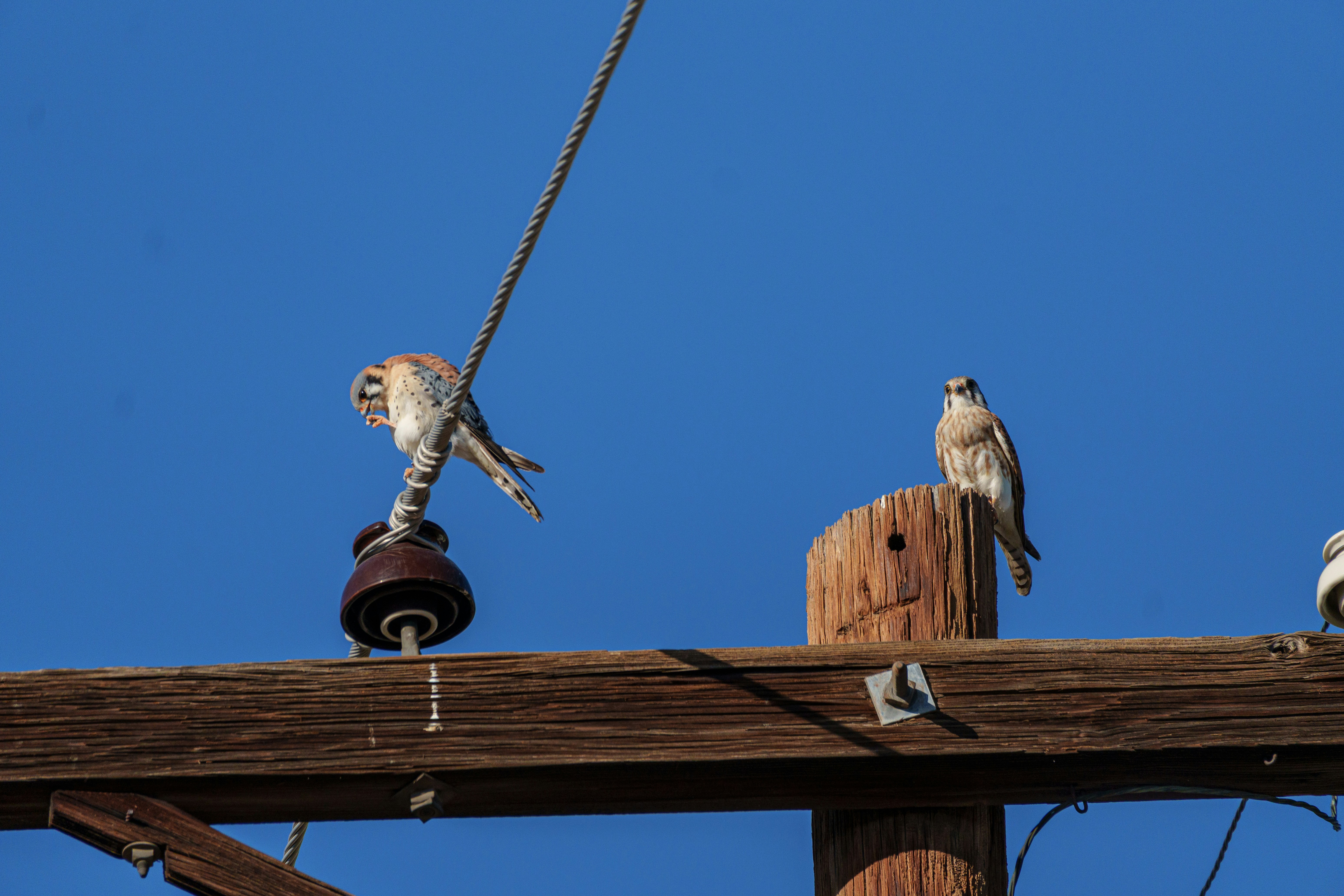 Birds on a Weathered Pole Under a Clear Blue Sky