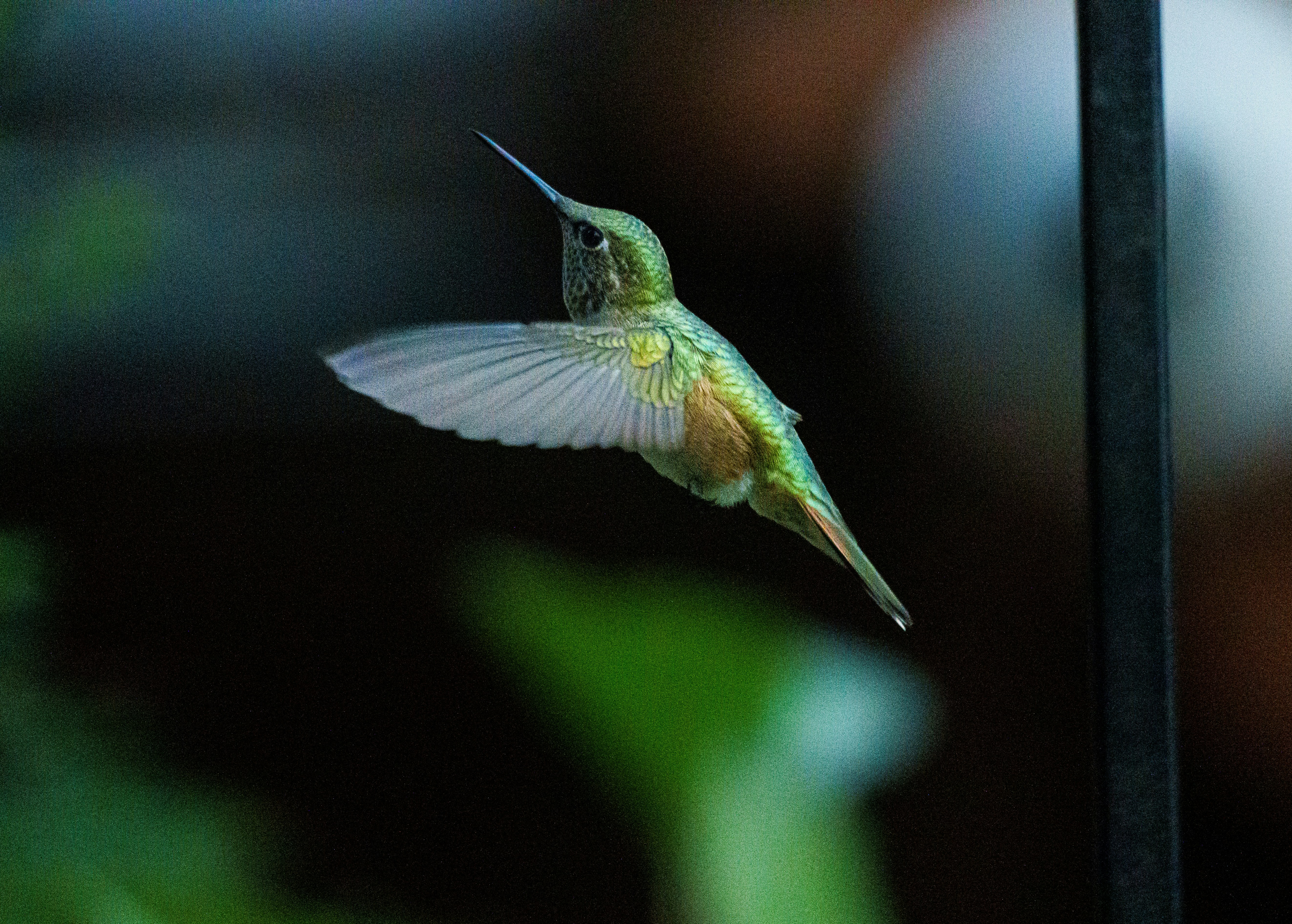 Mid-Jloom Hummingbird: A Green Flash in Flight