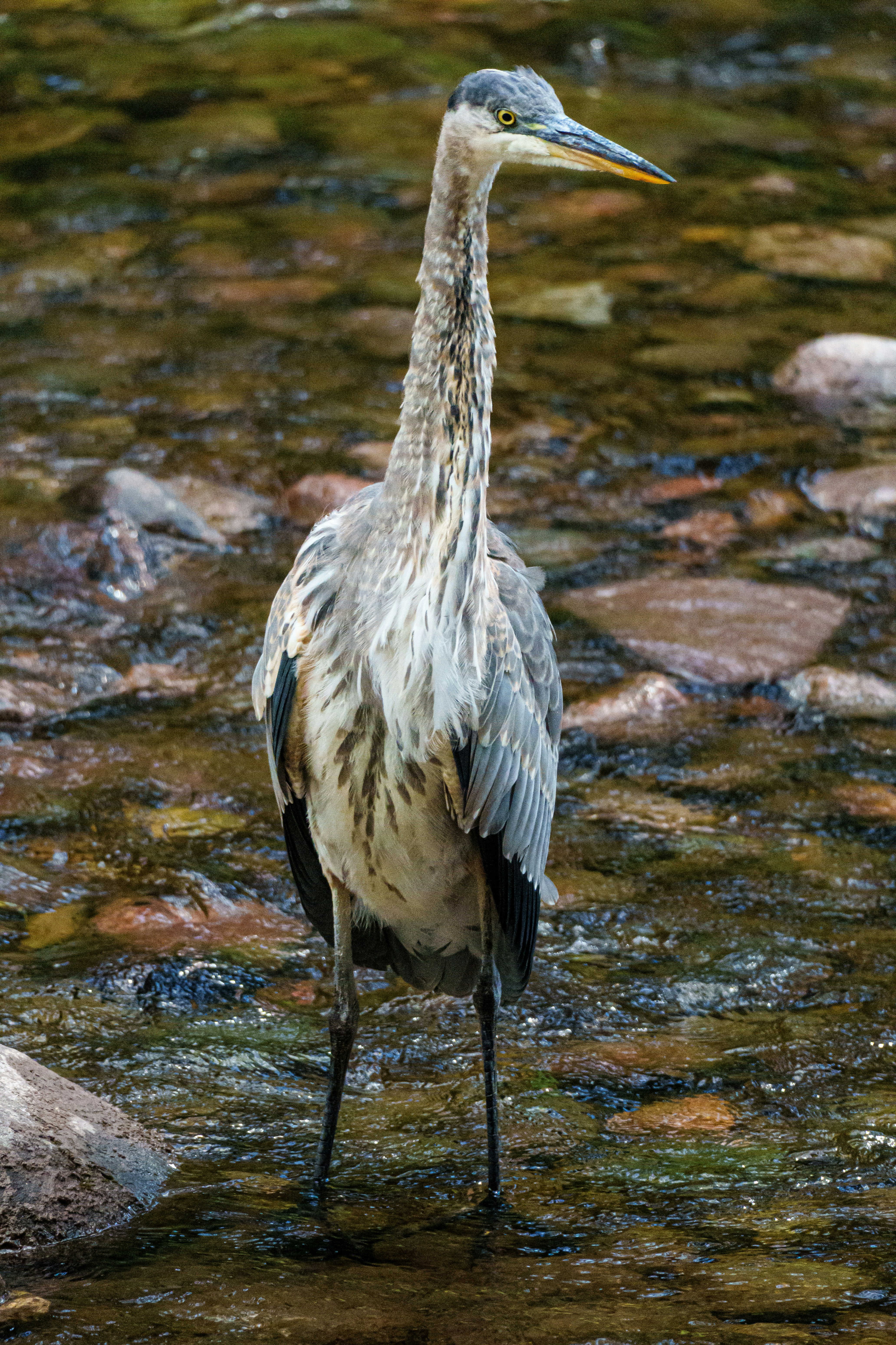 A great blue heron stands in shallow water.