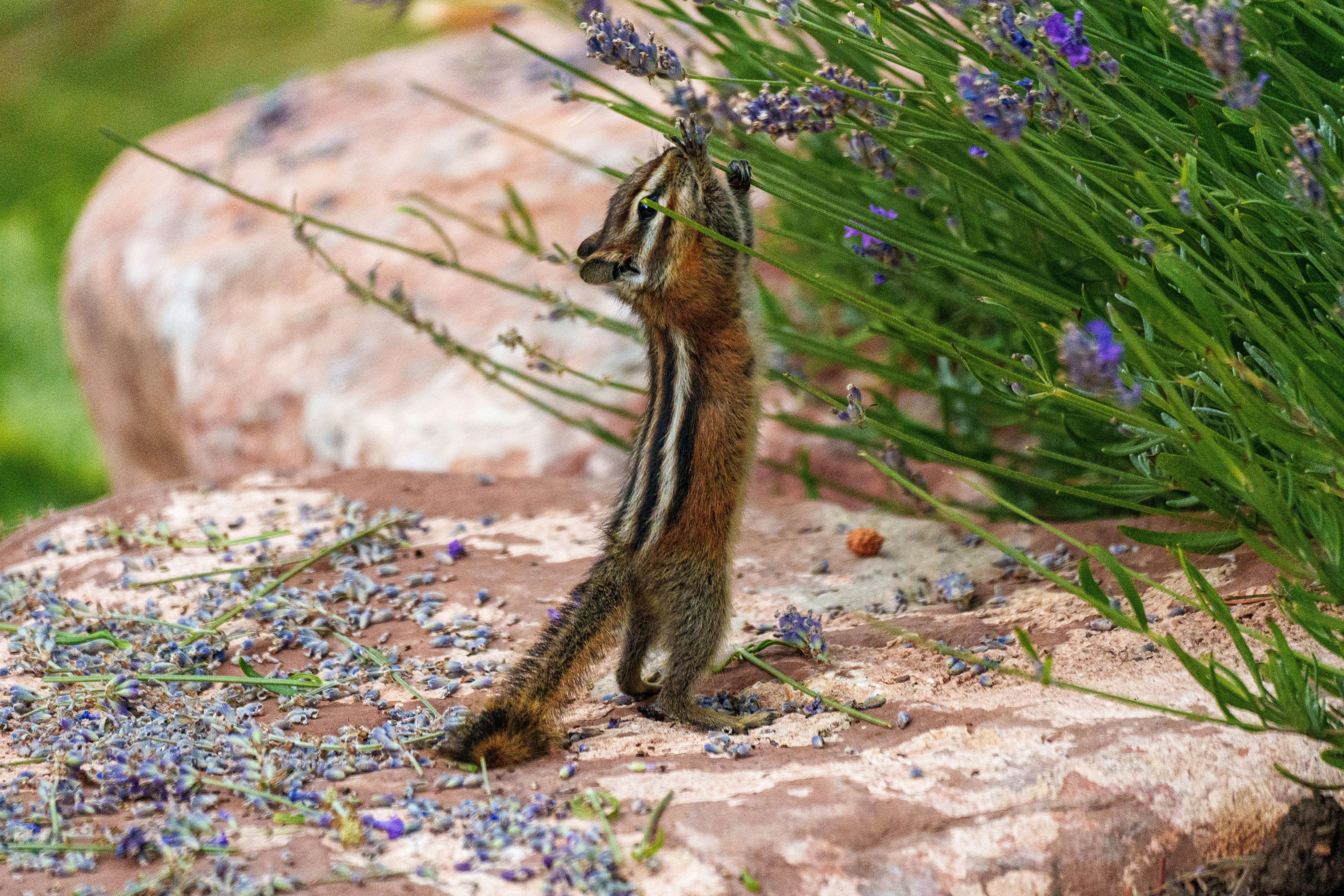 Energetic Squirrel Reaches for Lavender on a Sunlit Rock
