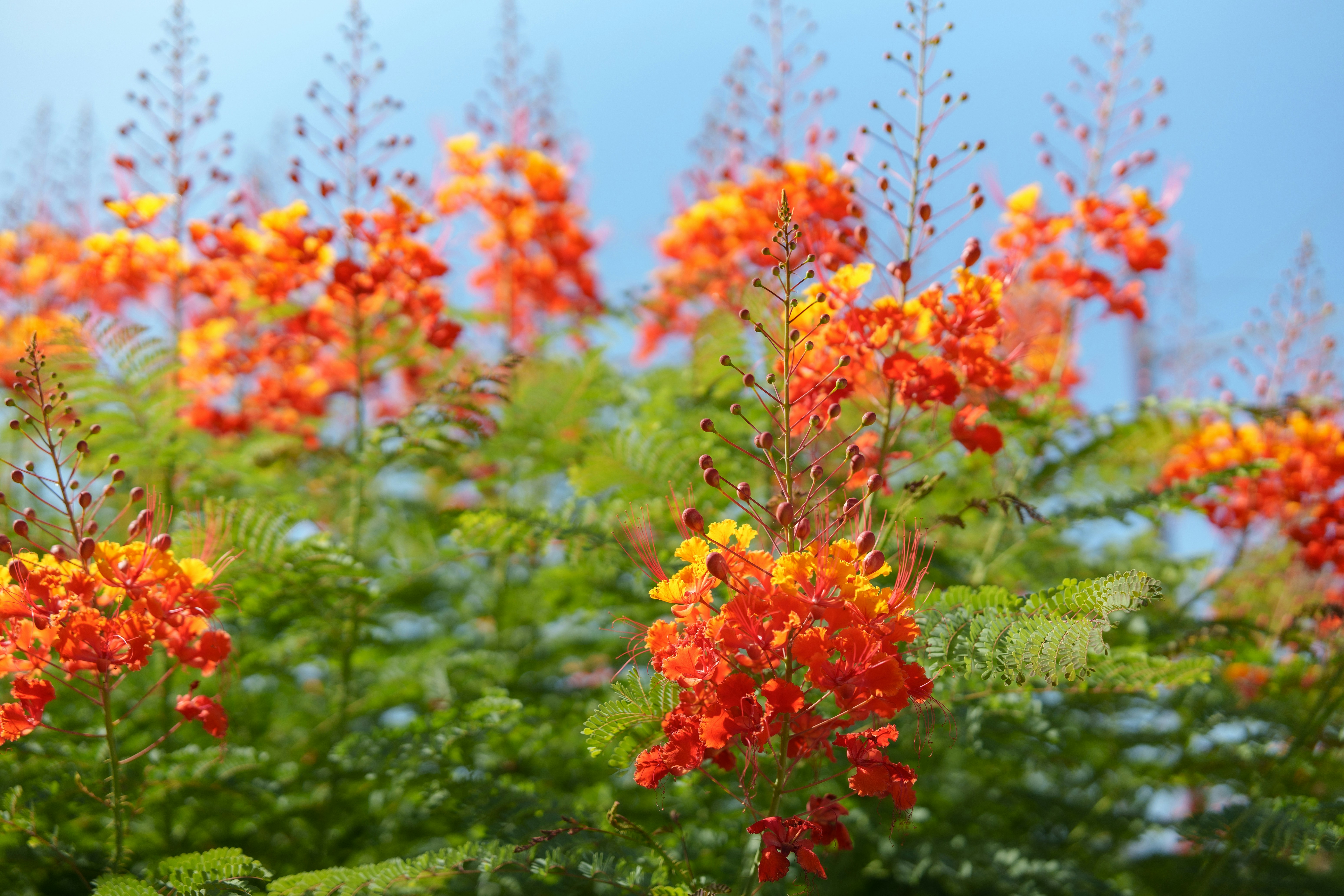 Flame-tipped Blooms: A Field of Orange Fire Lily Portrait