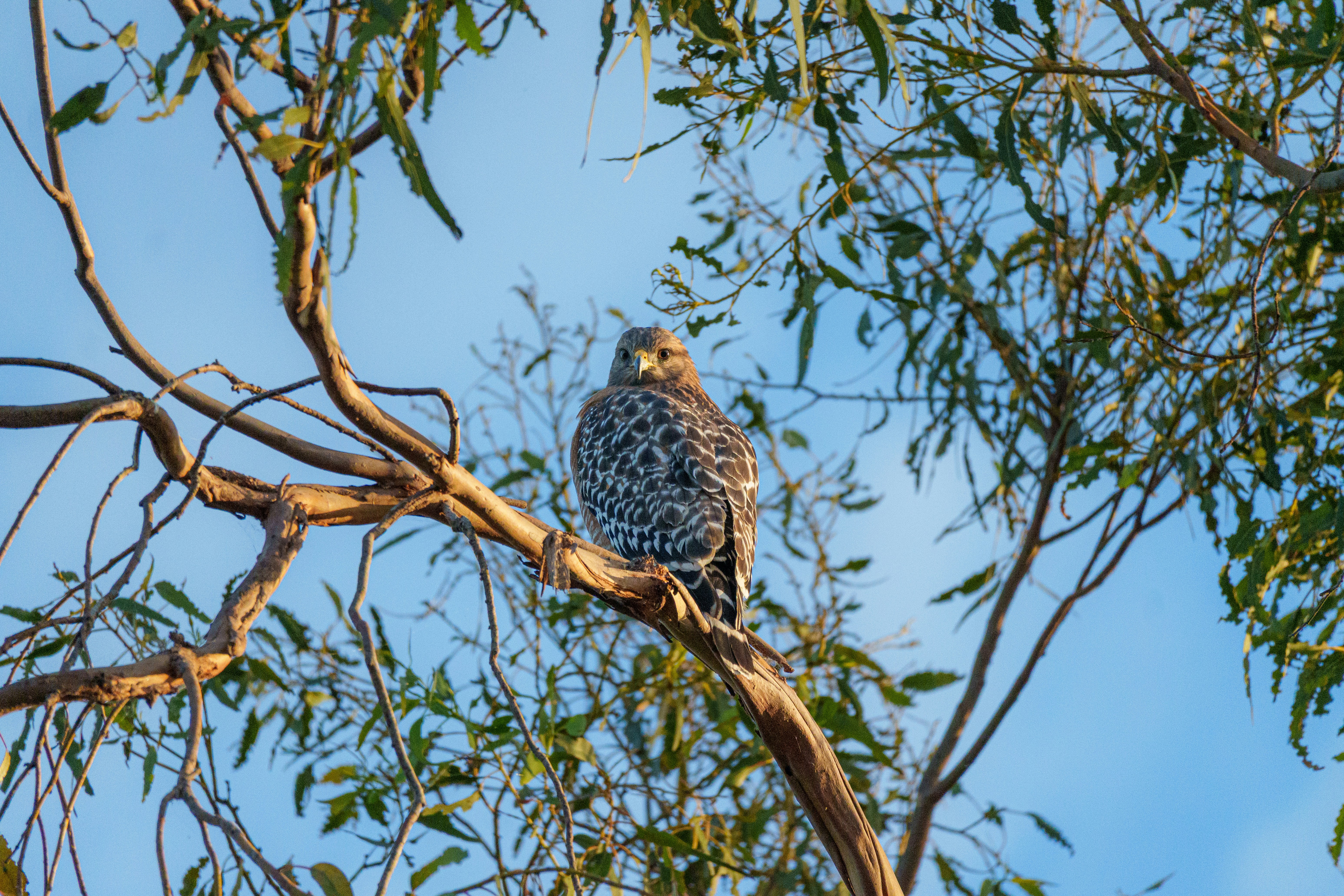 Perched Peregrine Silhouette: A Hawk-like Raptor Watches from a Sunlit Branch