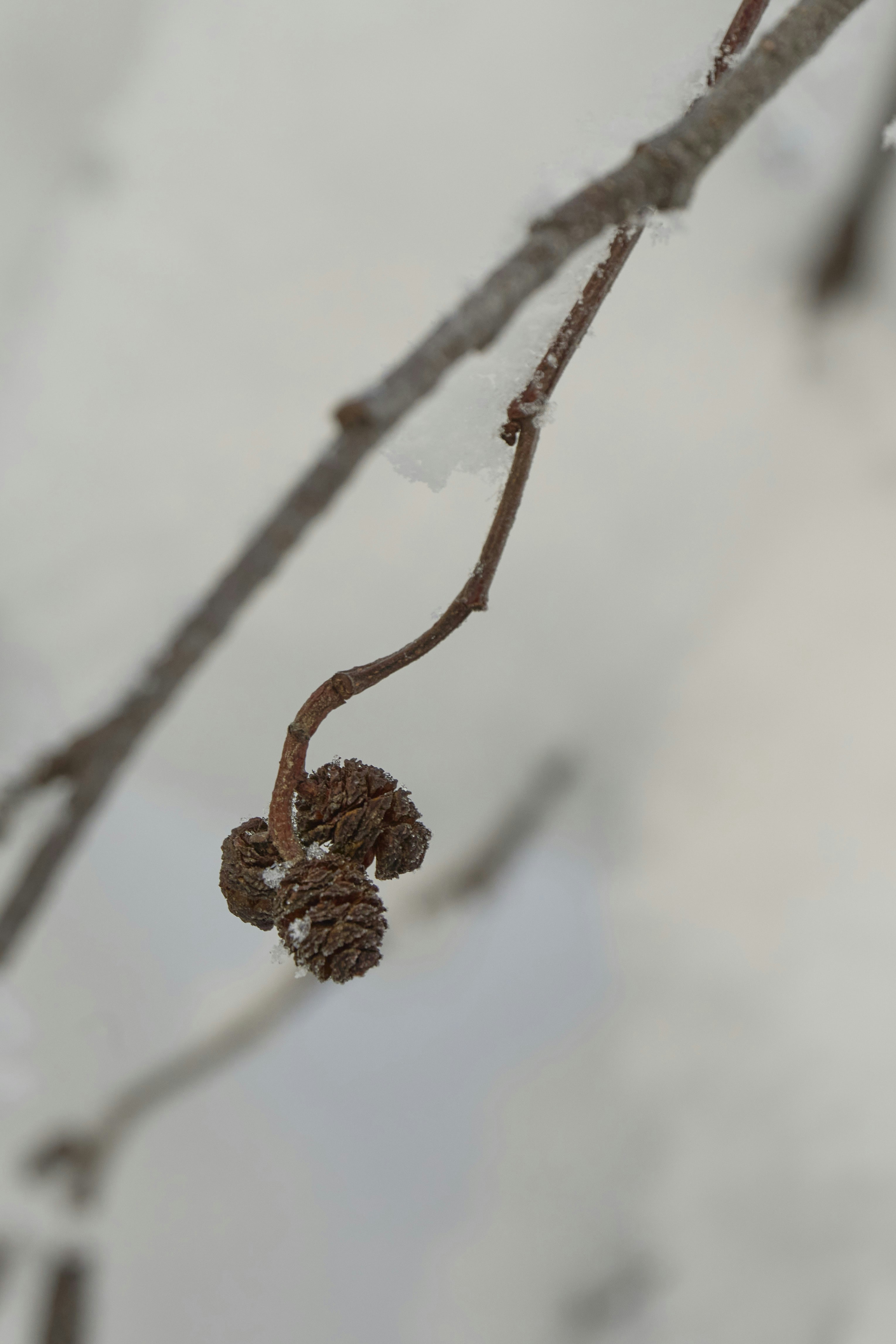 Icy Rosin Knot: A Frosted Bud Cling on a Winter Stem