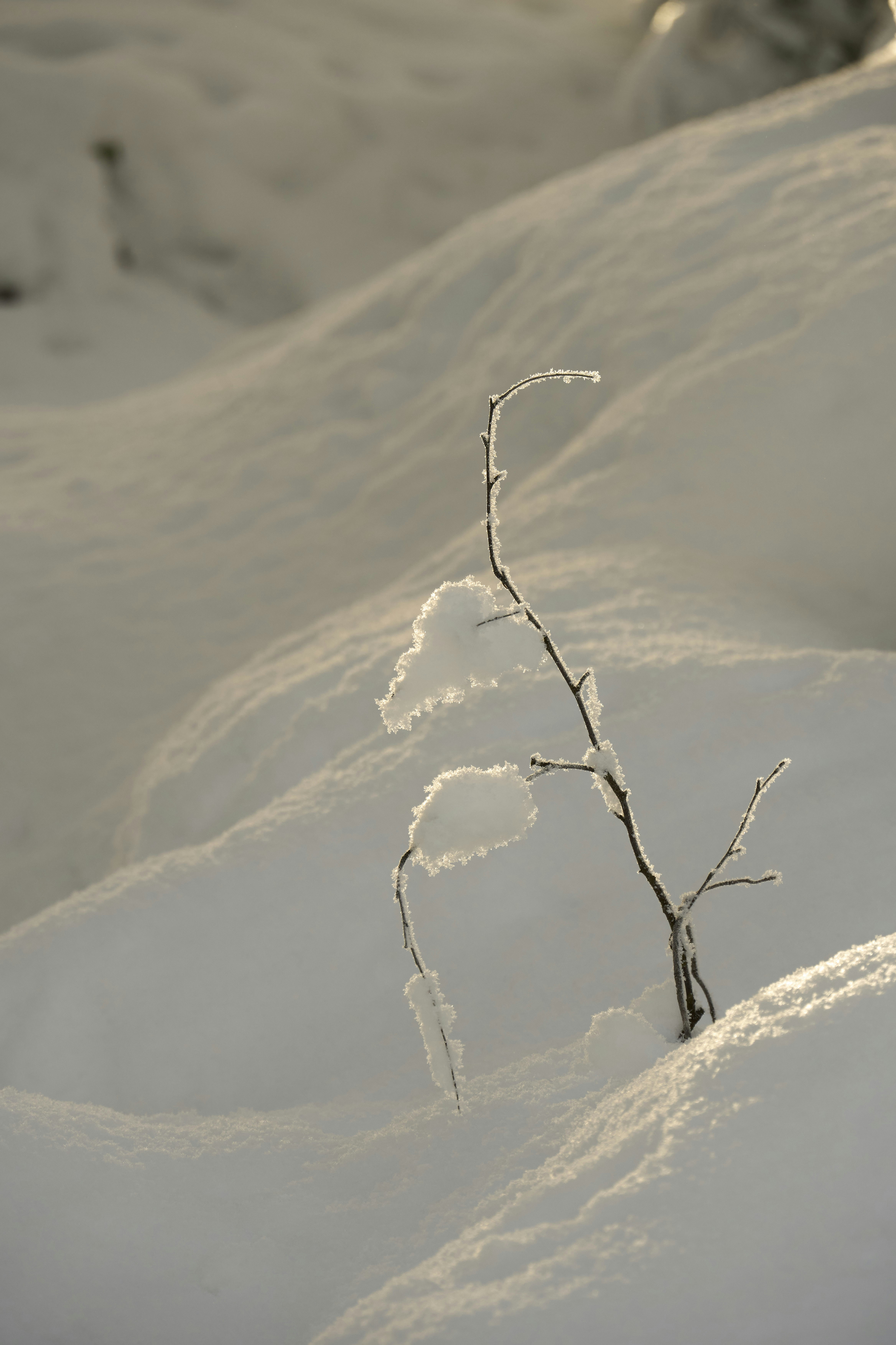 A Frost-Fed Twig Reaching Through Quiet Snow