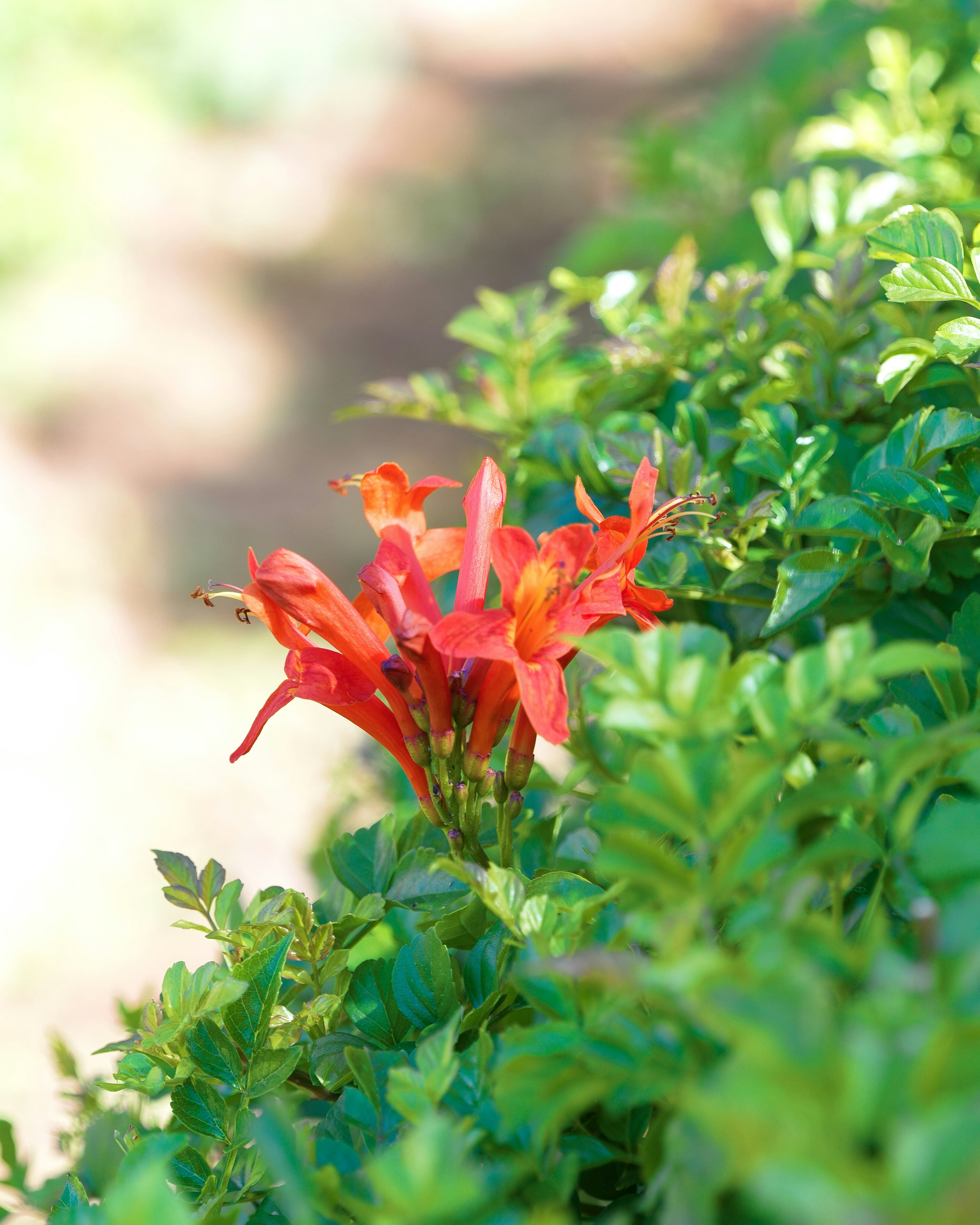 A vibrant close up of red trumpet shaped flowers set against lush green foliage, captured in soft natural sunlight. The shallow depth of field creates creamy bokeh while highlighting rich color contrast and delicate petal texture. Perfect for themes of Moroccan gardens, exotic flora, Mediterranean climate, botanical photography and nature inspired wall art in high resolution.