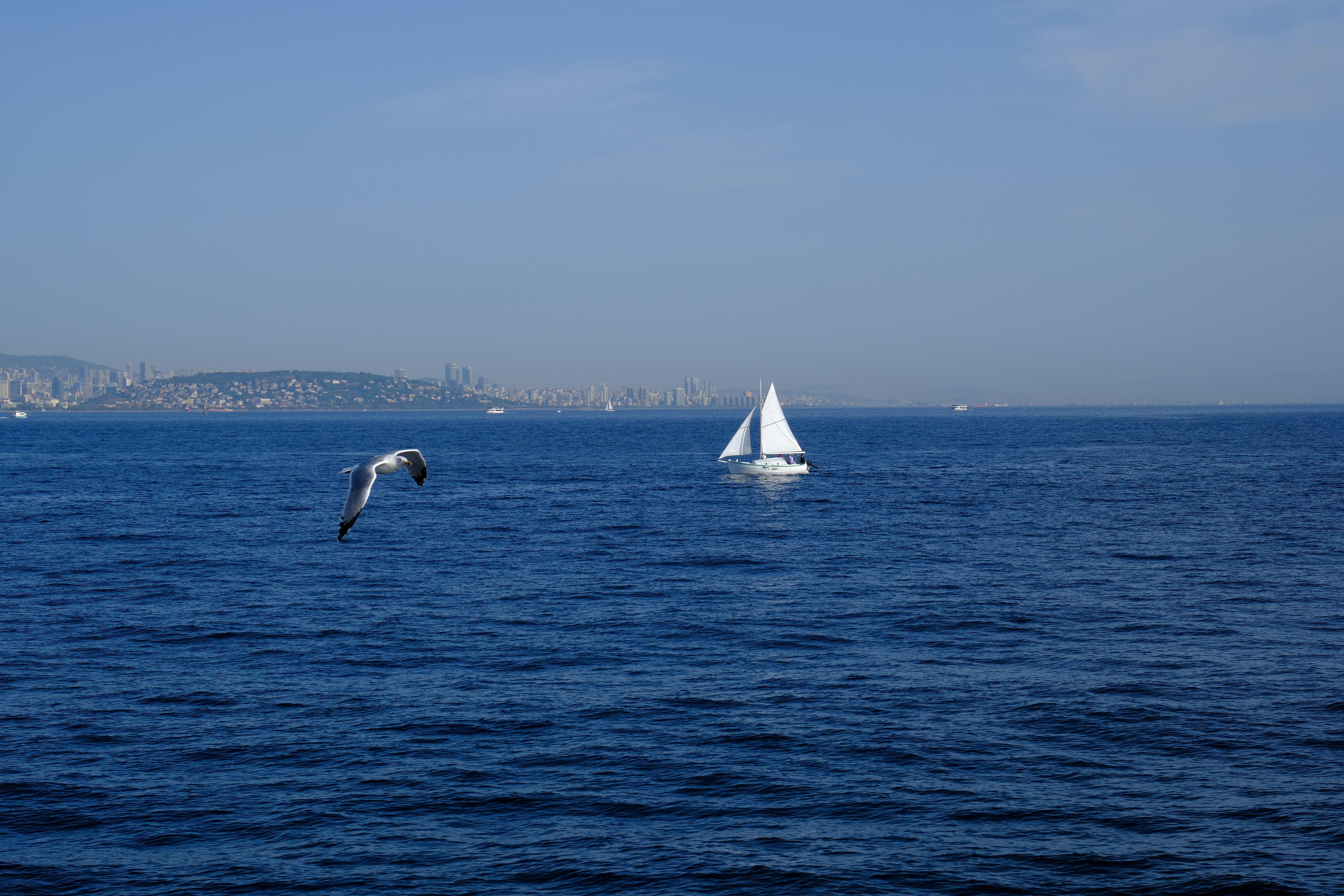Sailing Hull and Soaring Gull: Ocean Dynamics in Silence