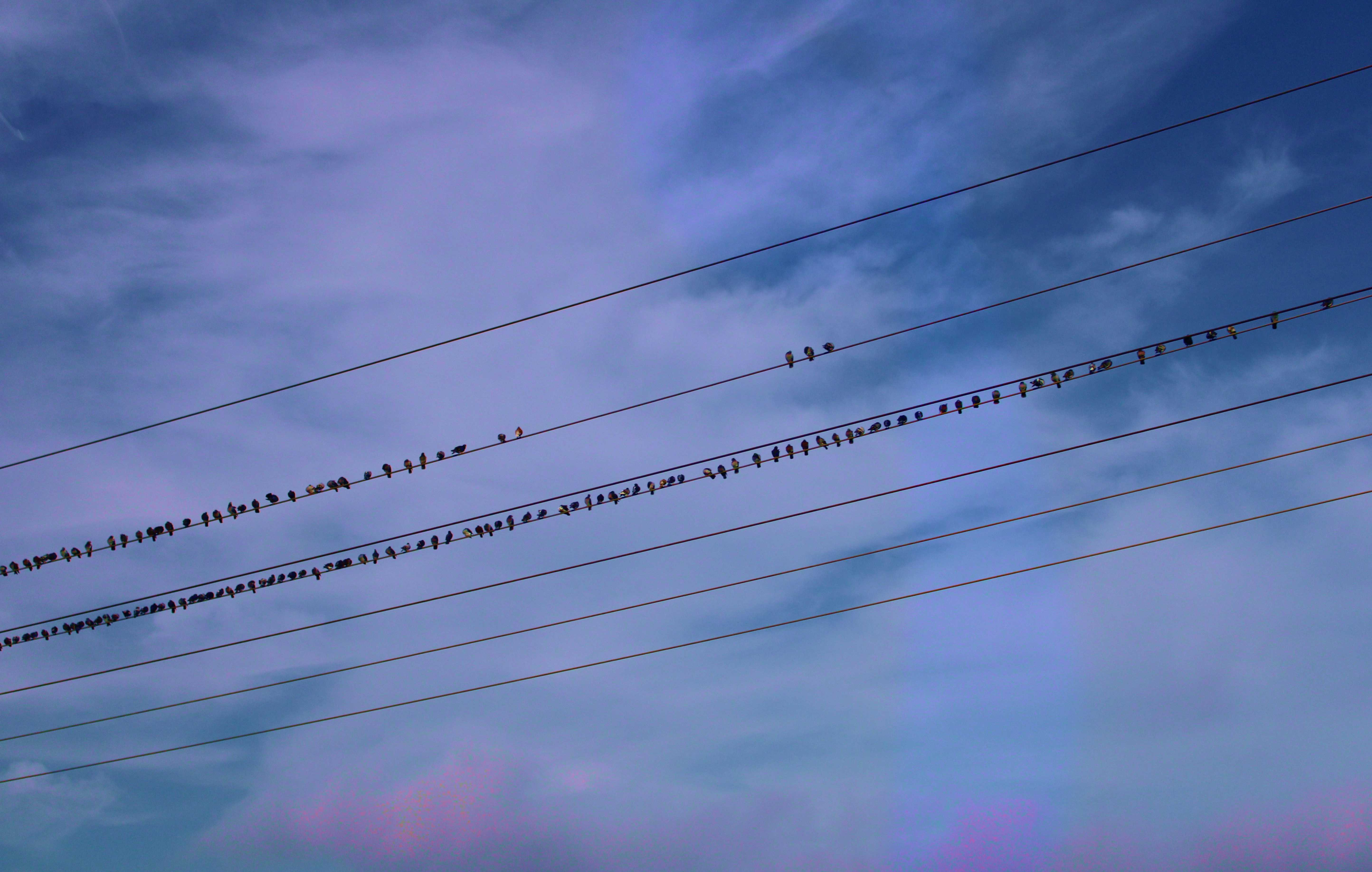 Birds on the High-Tension Rails: A Quiet Line Across a Dreamy Sky