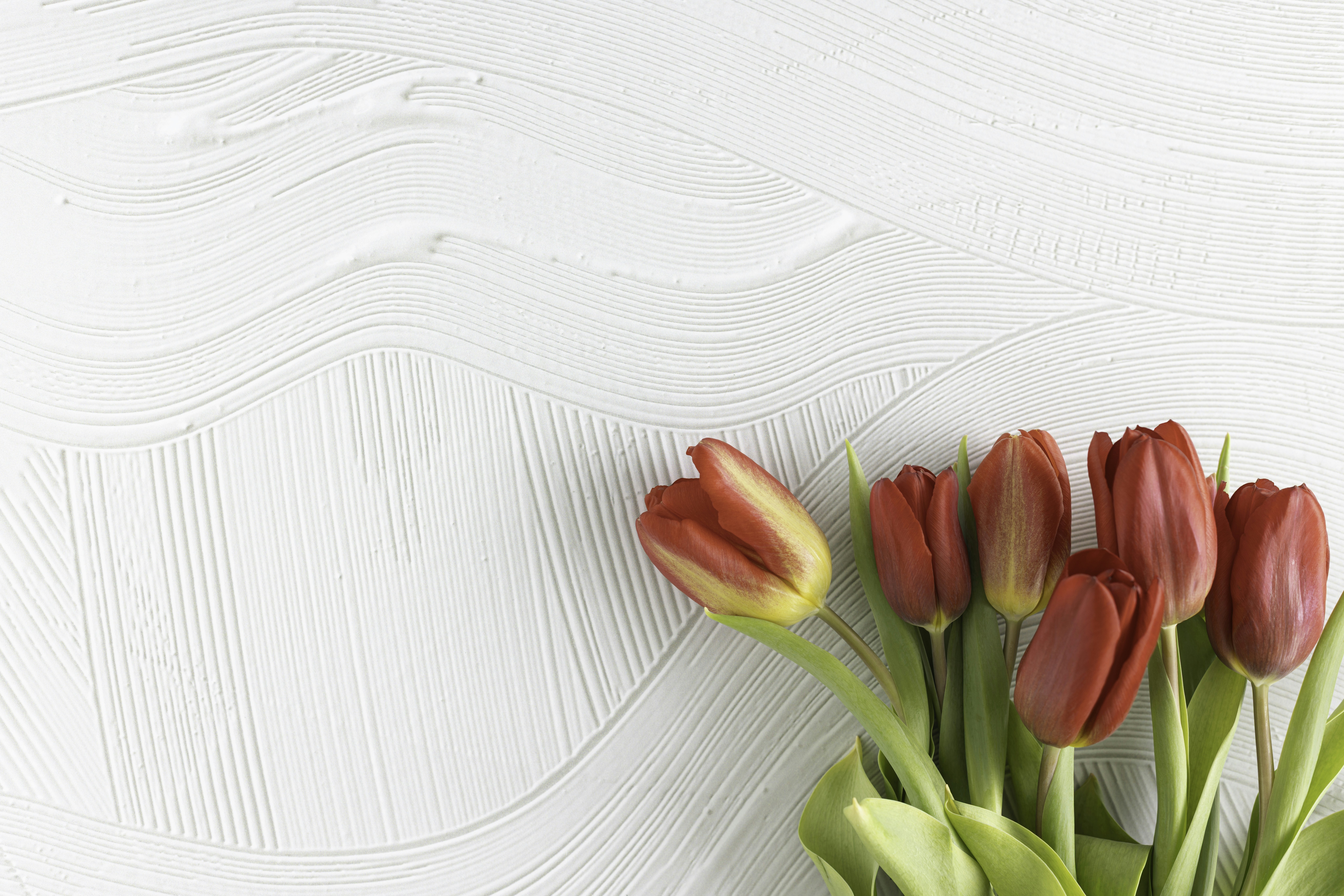 Vibrant Tulips Framing Echoes of Texture in White Studio Light