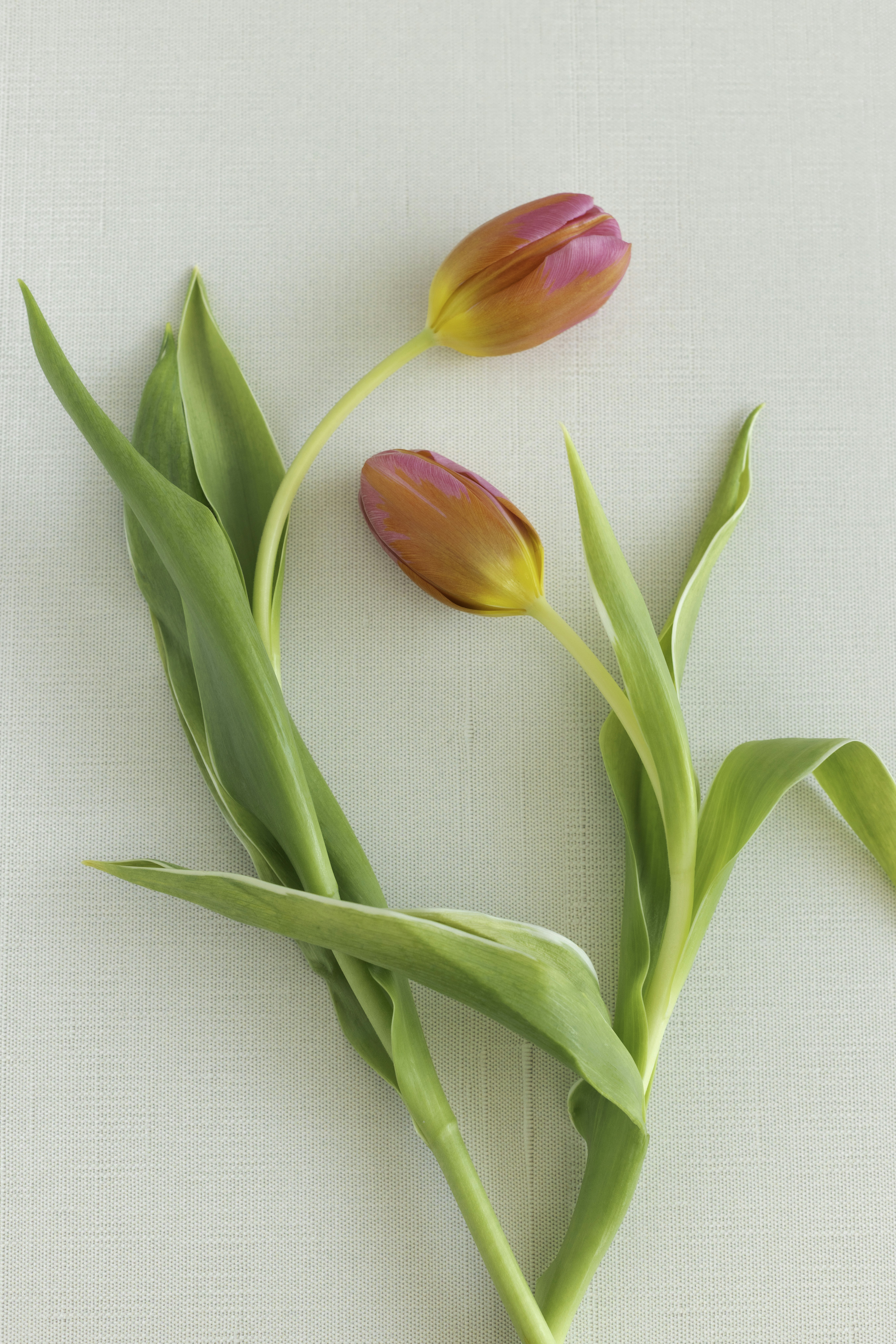 Tulip Duo on a Light Linen Canvas