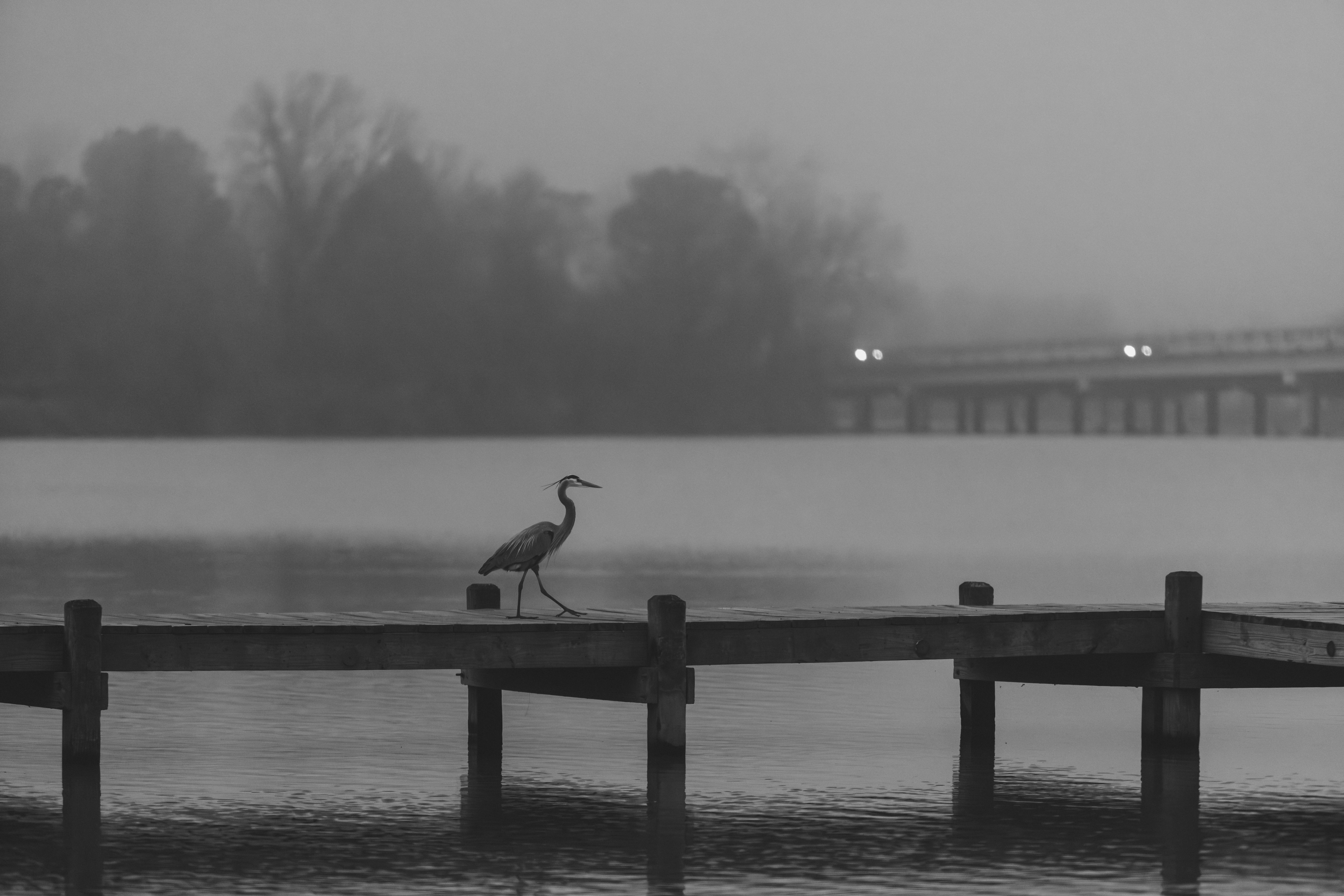 Heron on the Pier: Quiet Convergence of Water and Wood