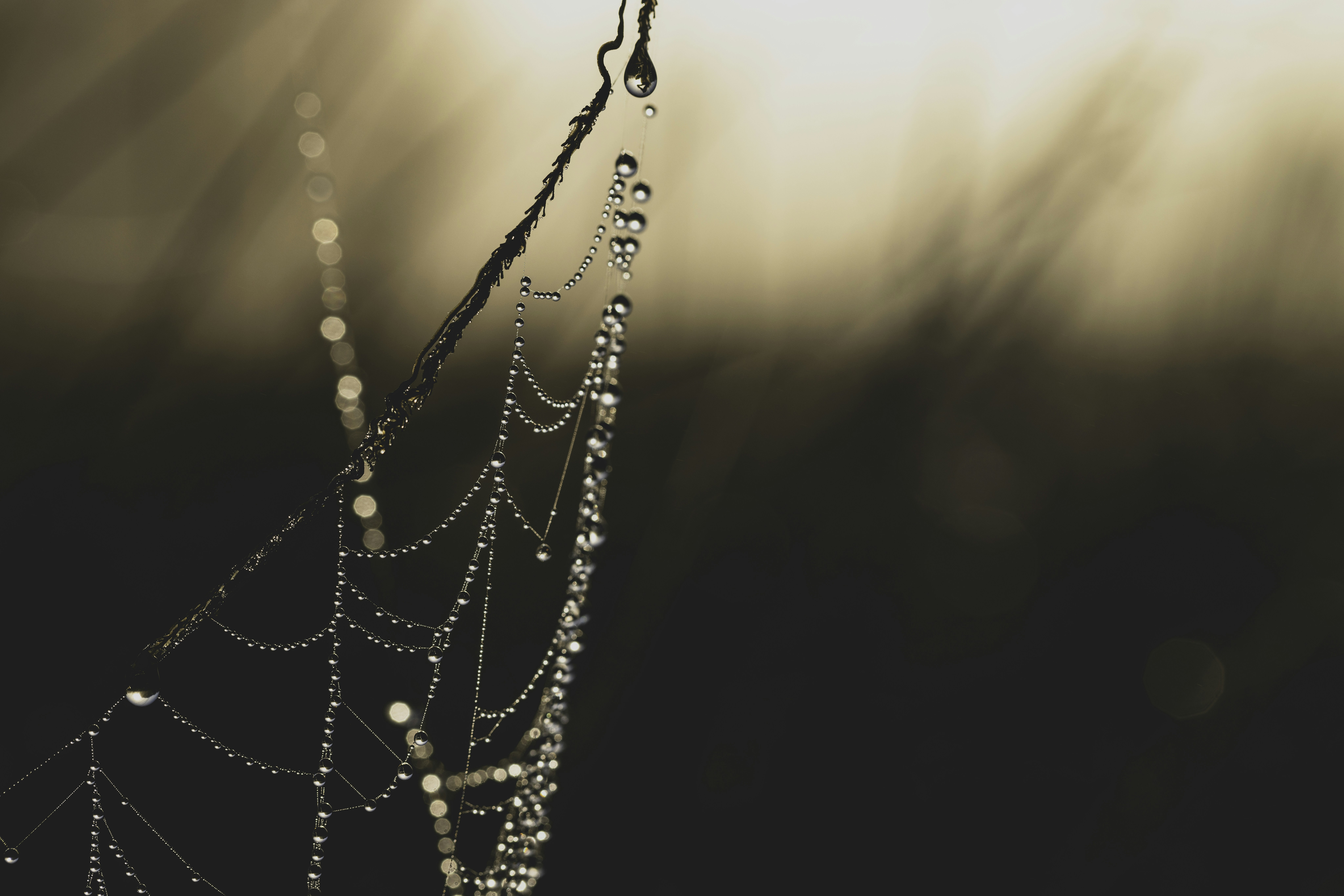 Dew-Kissed Web at Dawn Over a Velvet Field