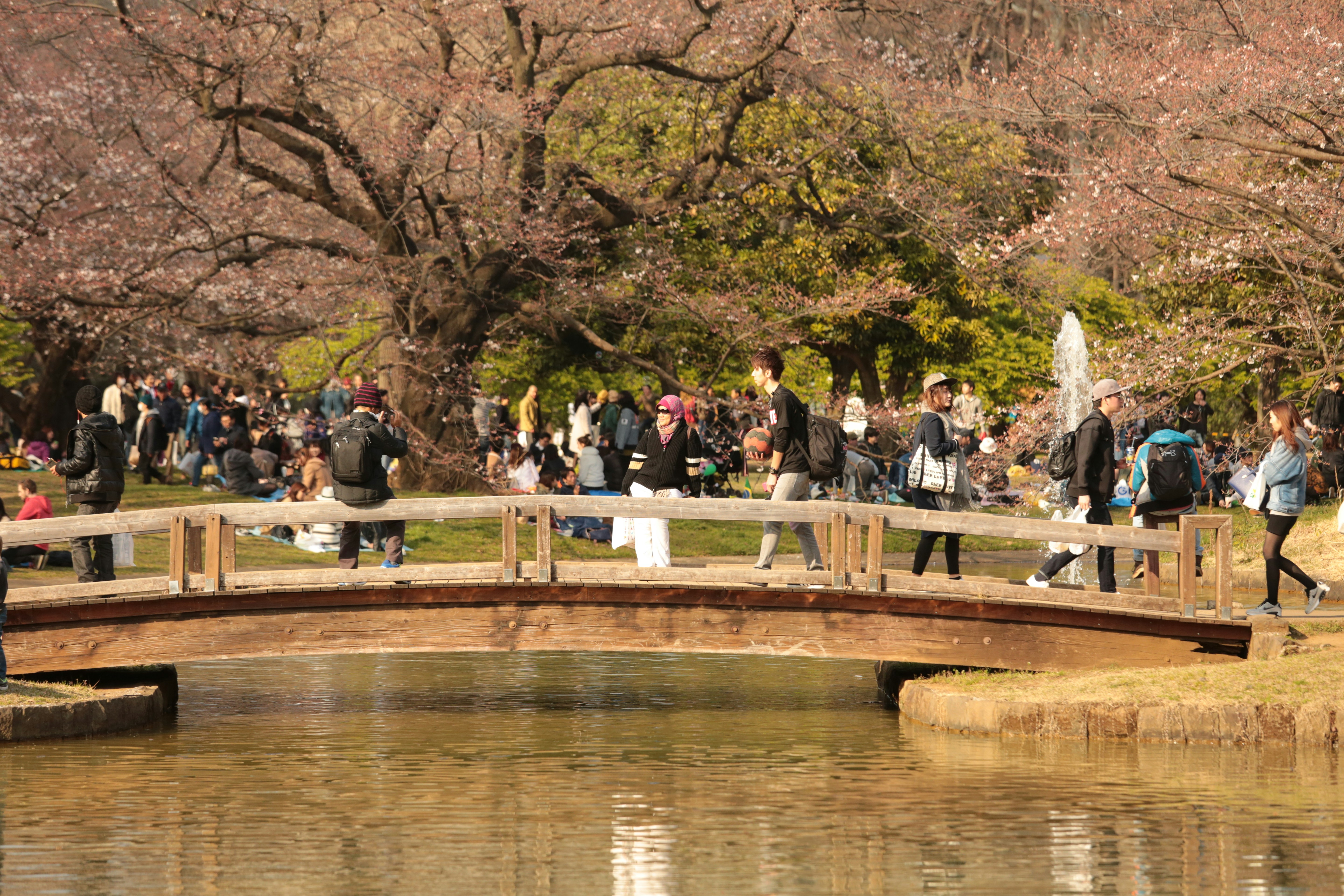 Bridge of Cherry Tree Echoes: Parkgoers Crossing a Riverside Span