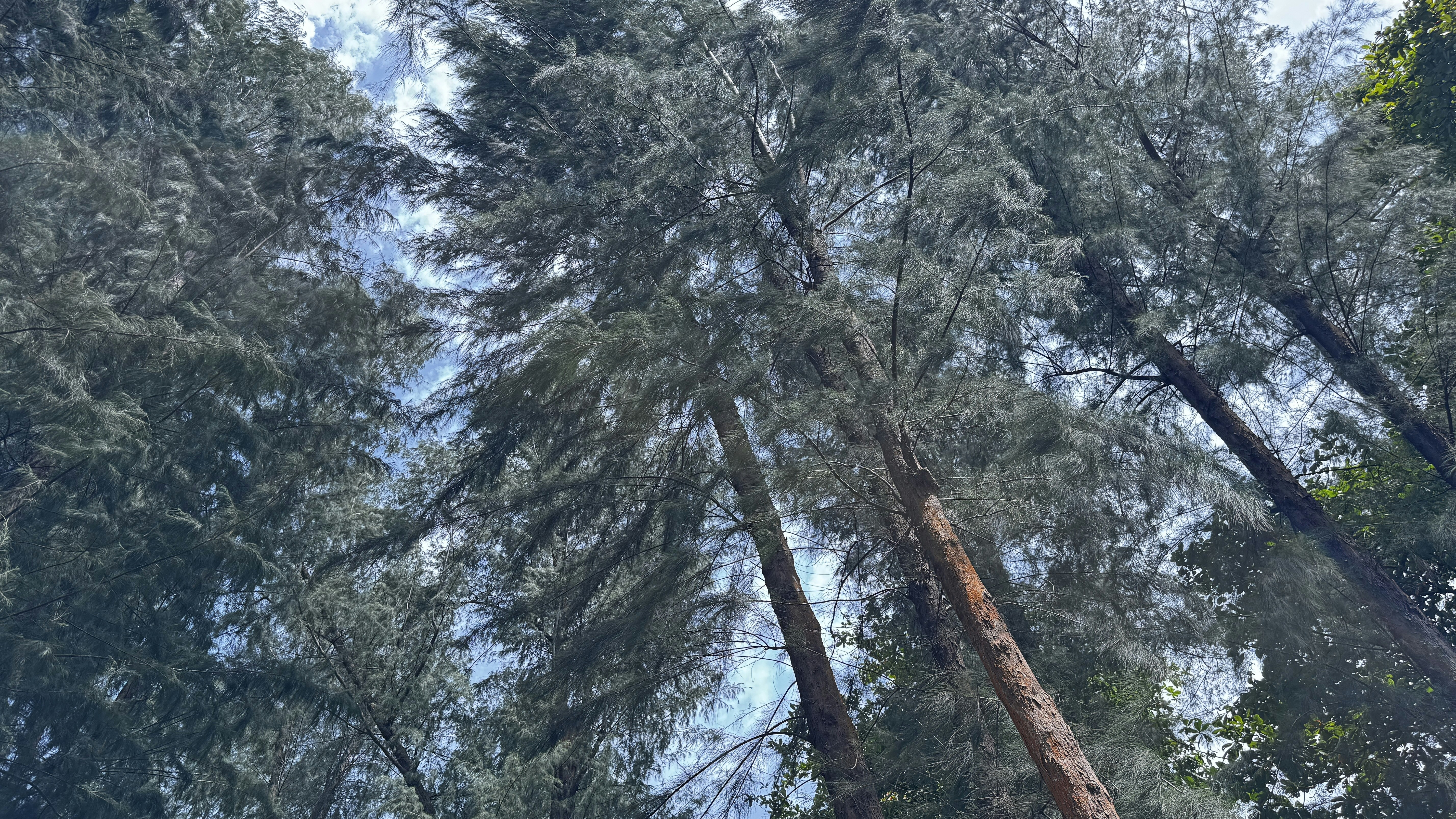Sunlit Fir Canopy through a Forest Frame