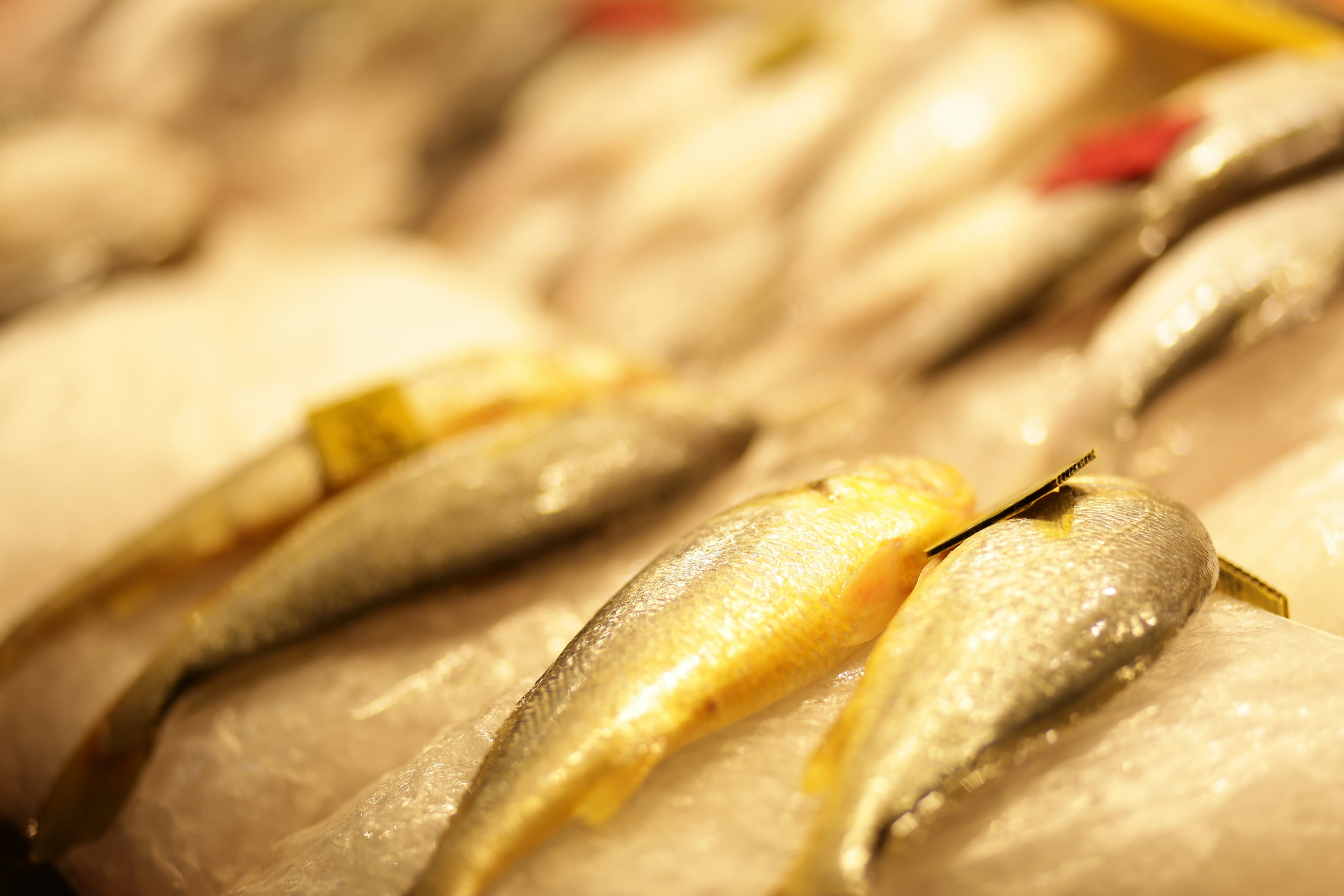 Golden-Hued Fish on Ice: A Close-Up of Fresh Catch