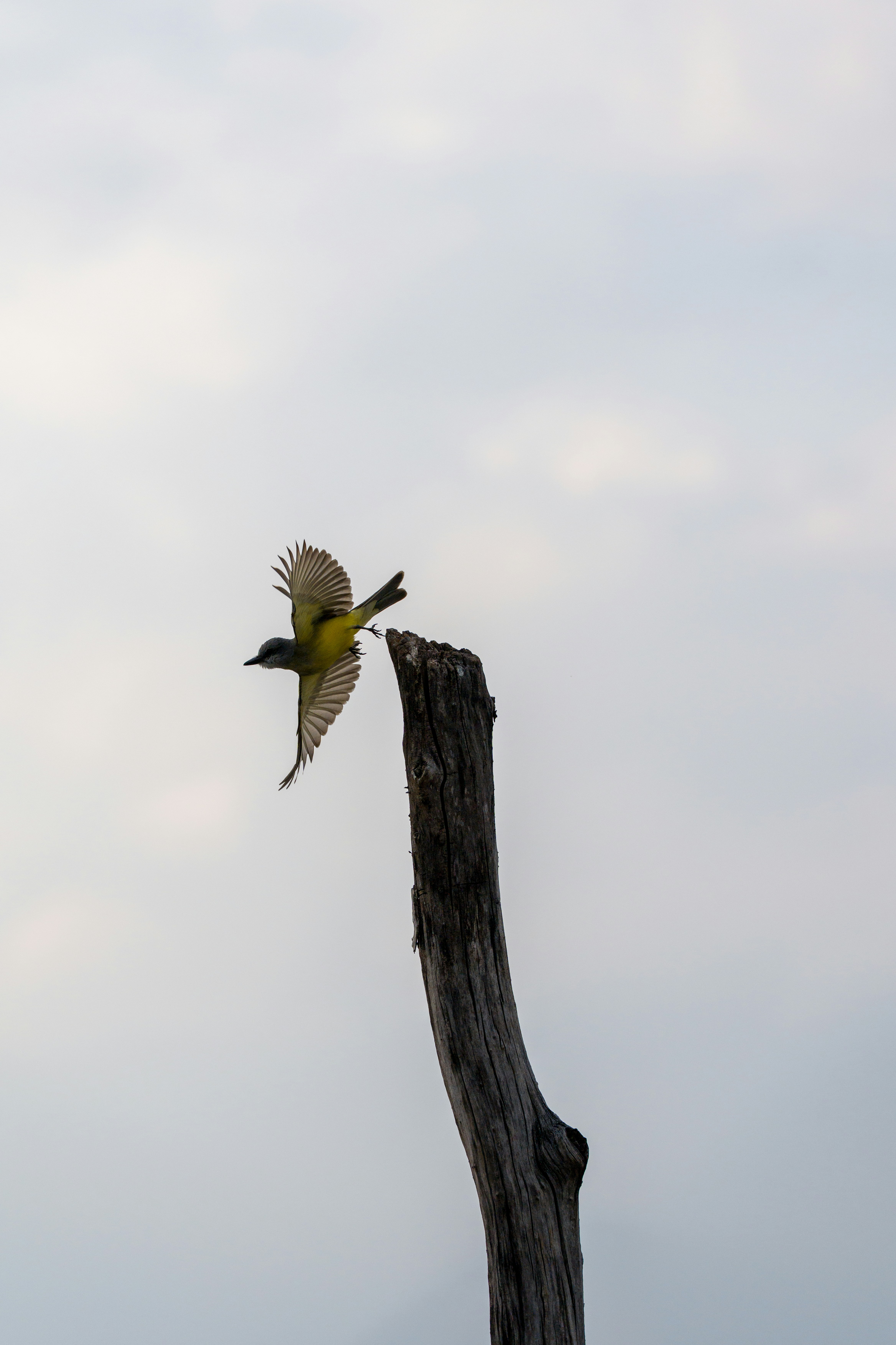 Falcon in flight: a lone bird brakes away from a weathered post against pale skies