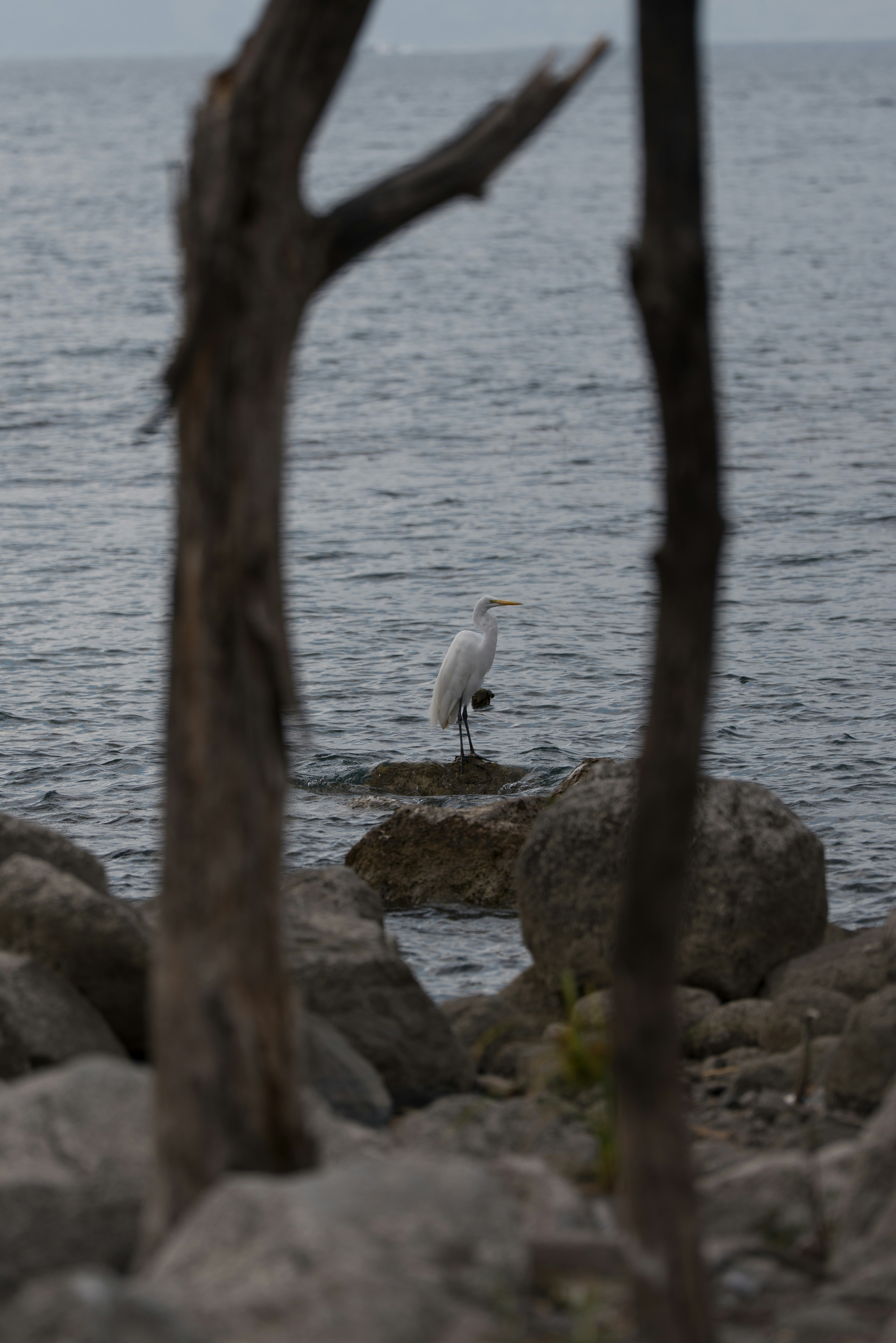 Lonely Heron on a Stone Arete Framed by Weathered Driftwood
