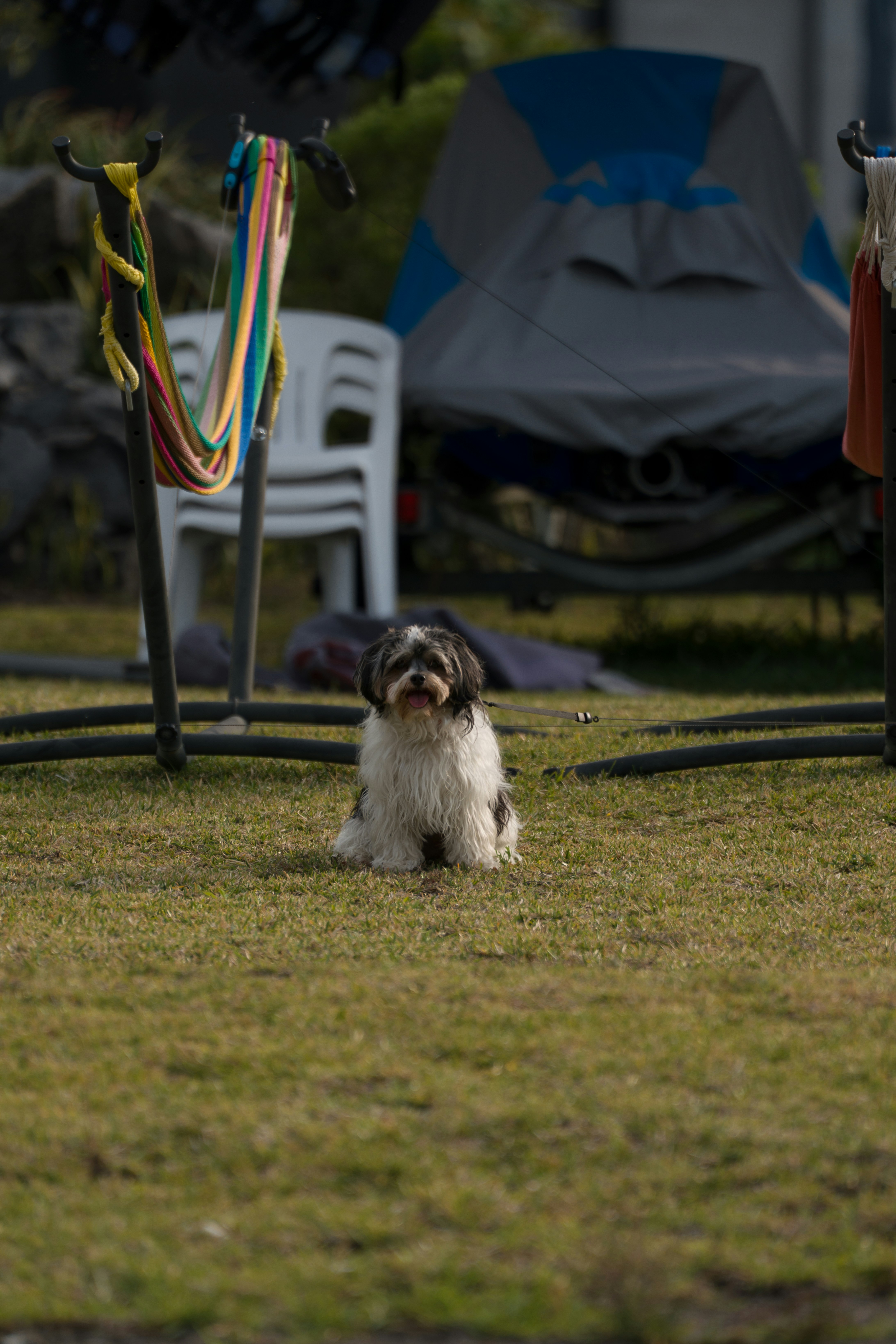 Small dog sits on grassy ground with camping gear and a tent in the background, capturing a calm moment at a campsite.