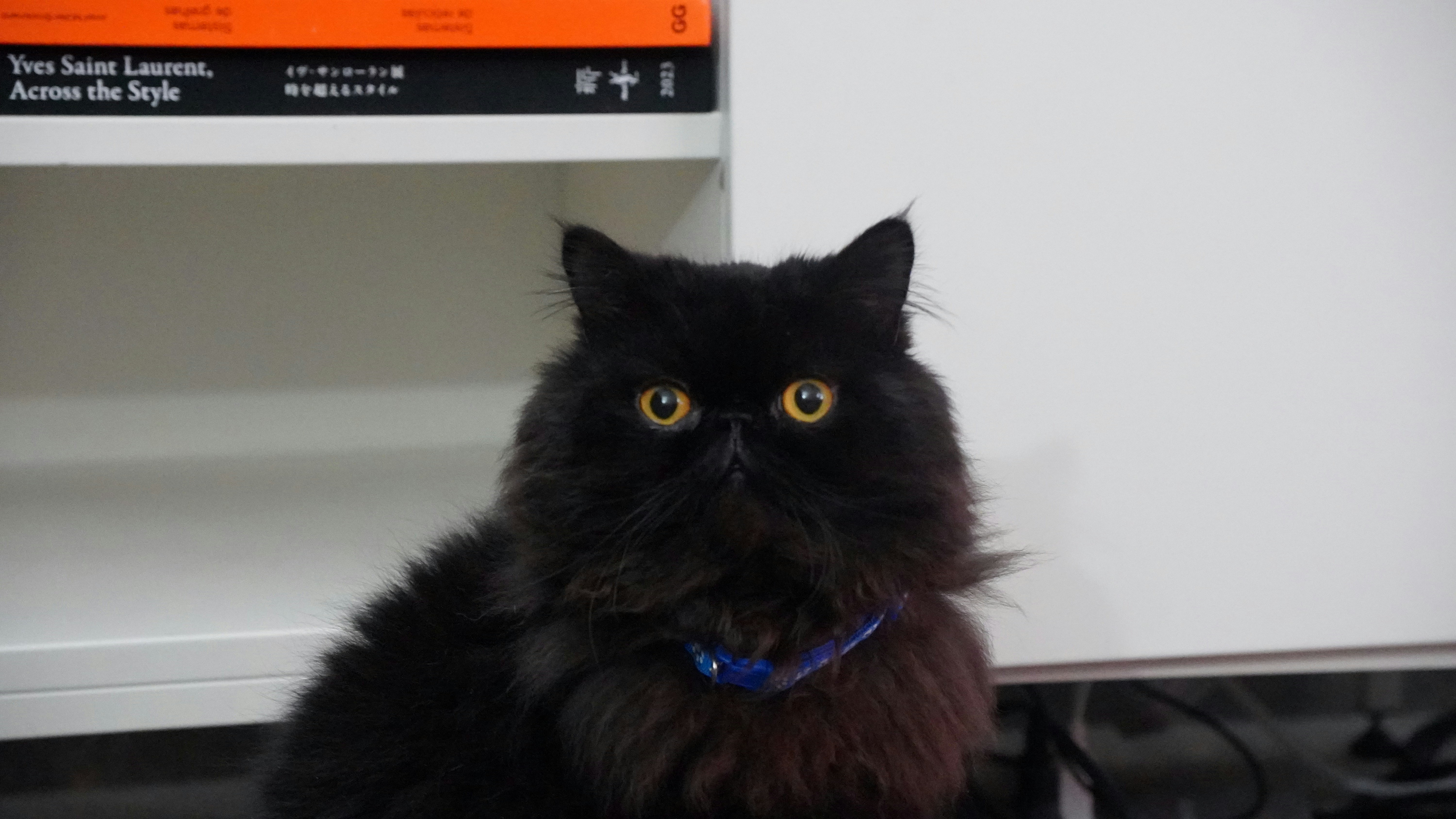 Dark Feline in a Quiet Corner