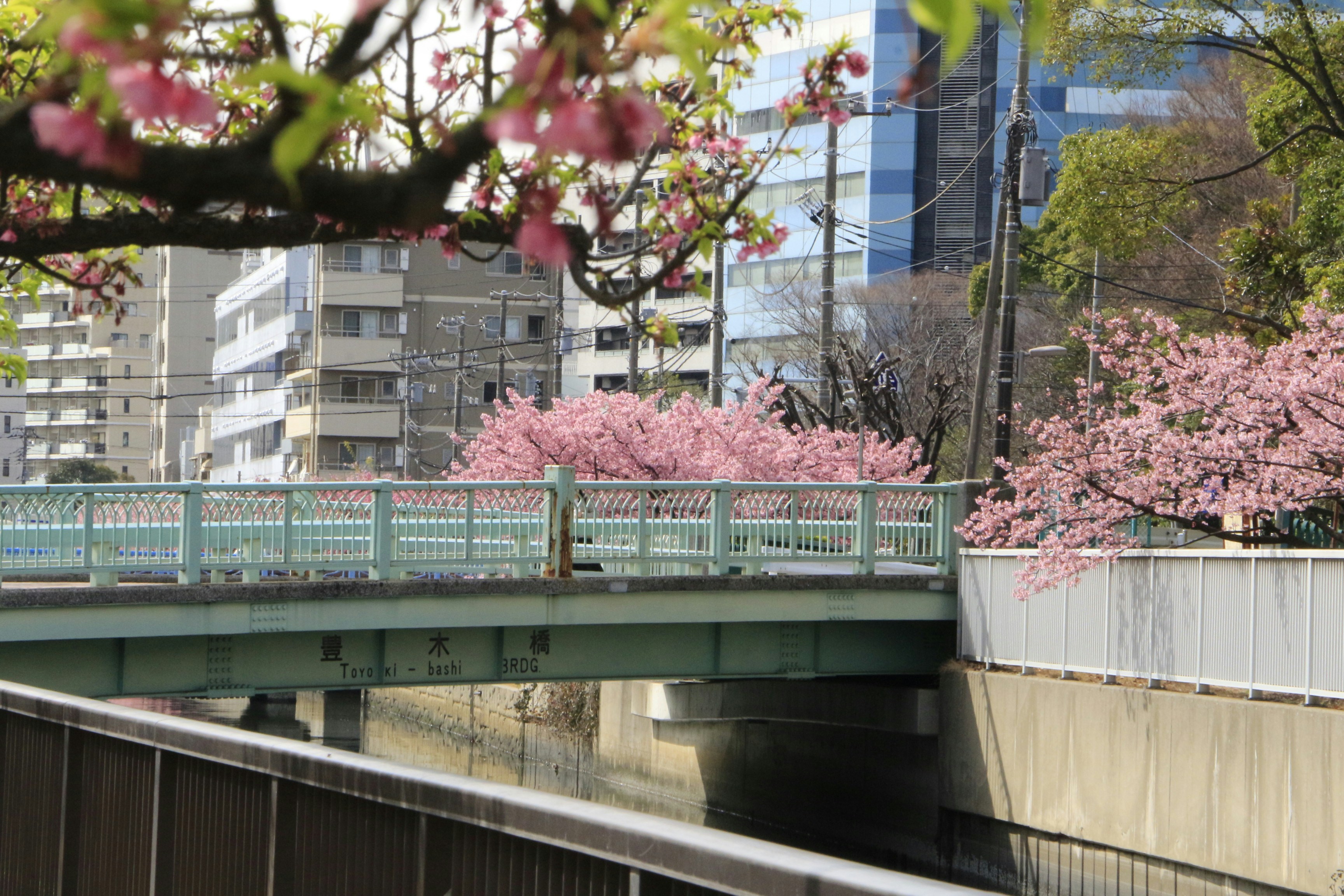 Blossoms Over the Riverside: Cityscape in Bloom