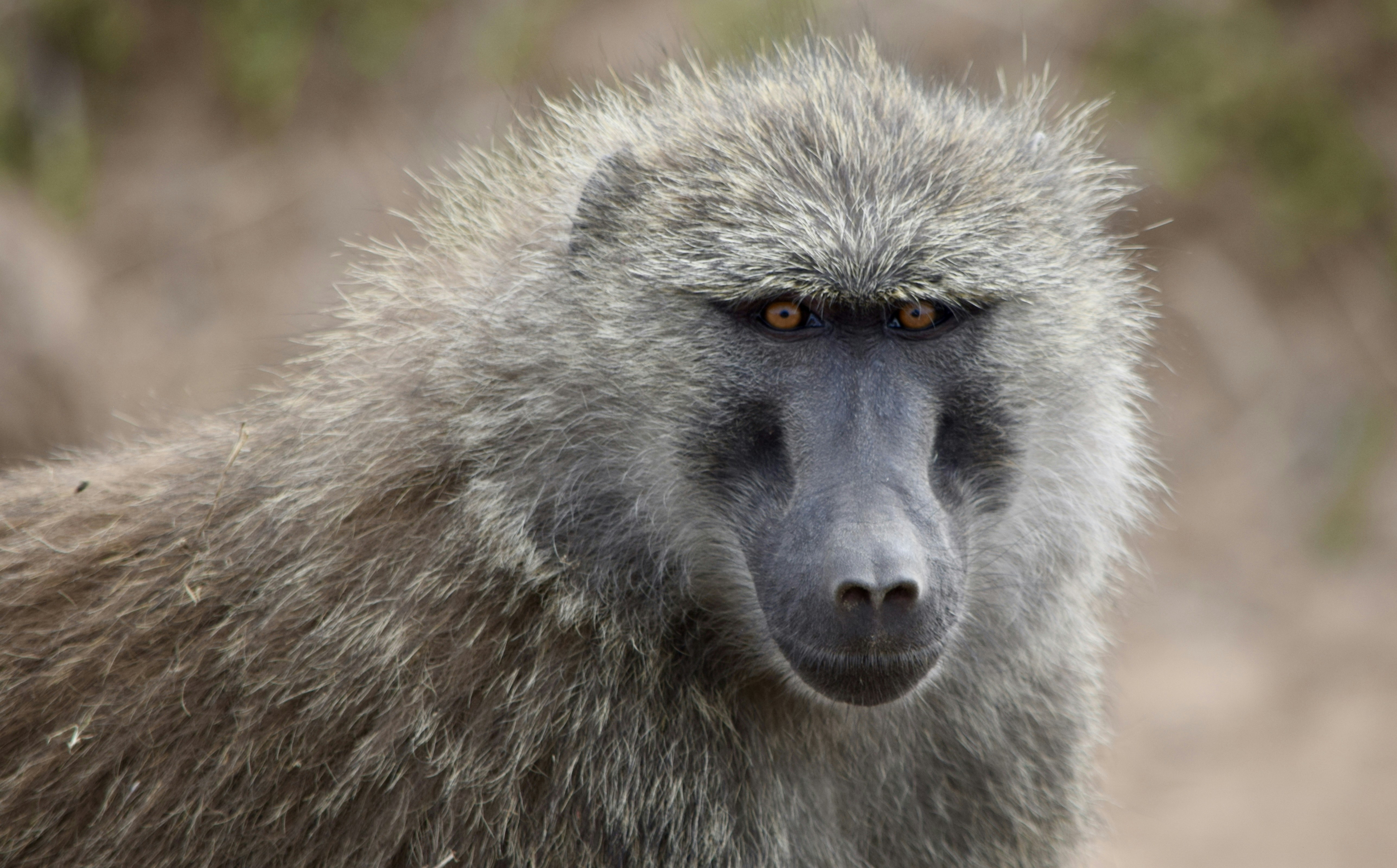 Centered Gaze: A Close-Up of a Banded Monyt Monkey in Quiet Focus
