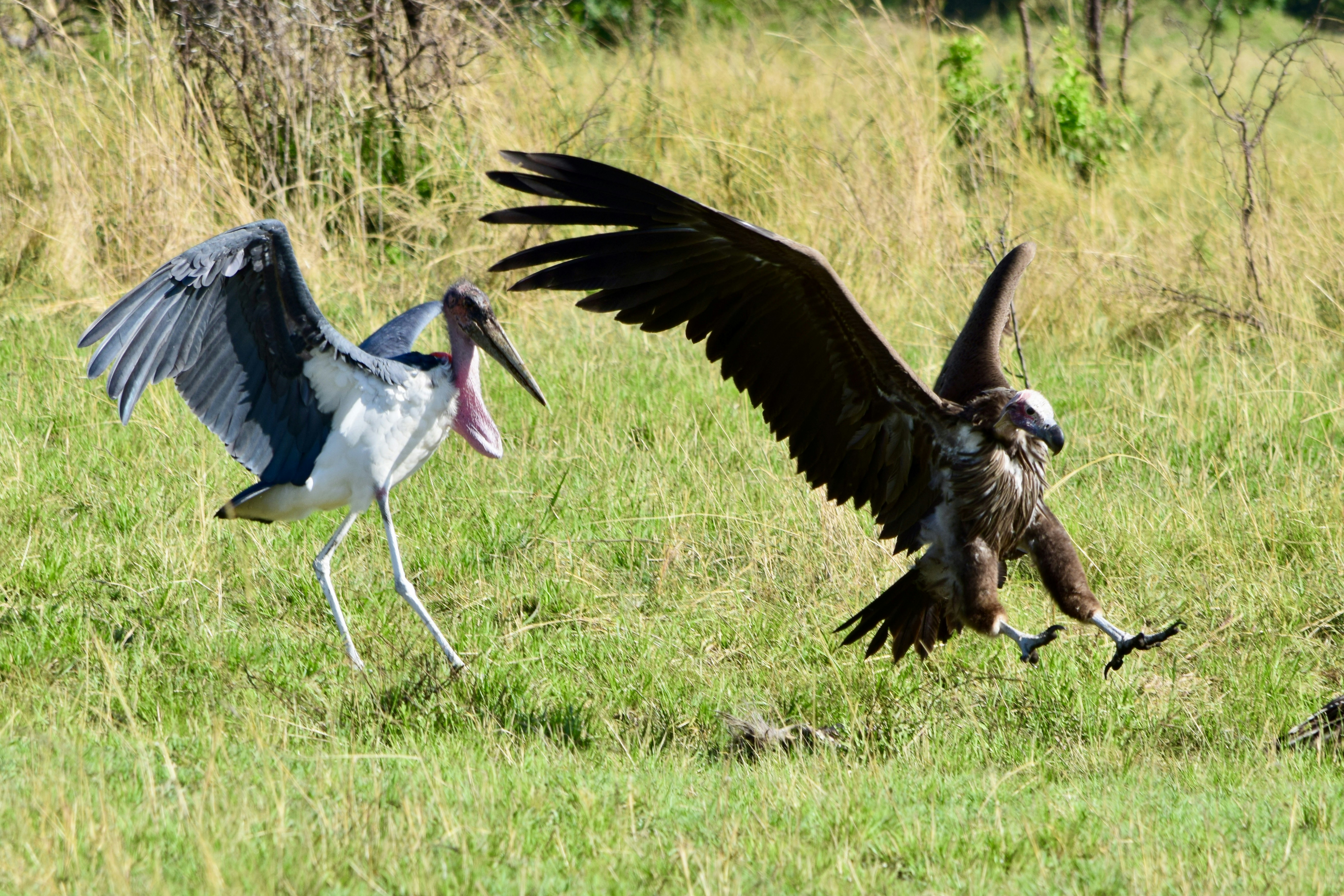 Midair Collision: Grey Heron and Winged Hunter in Grassland Lean