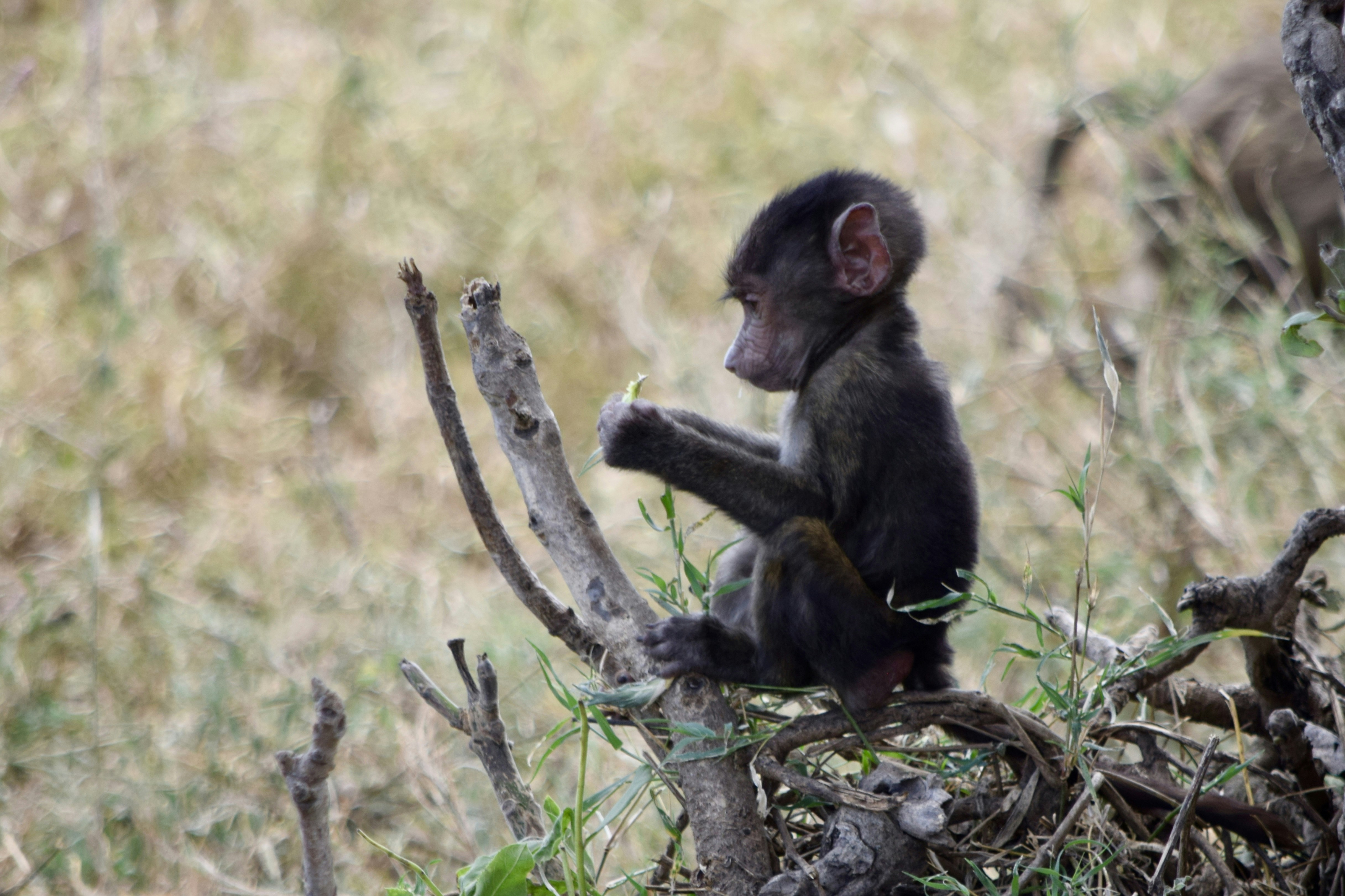 Curious Young Chimp on a Tangle of Branches