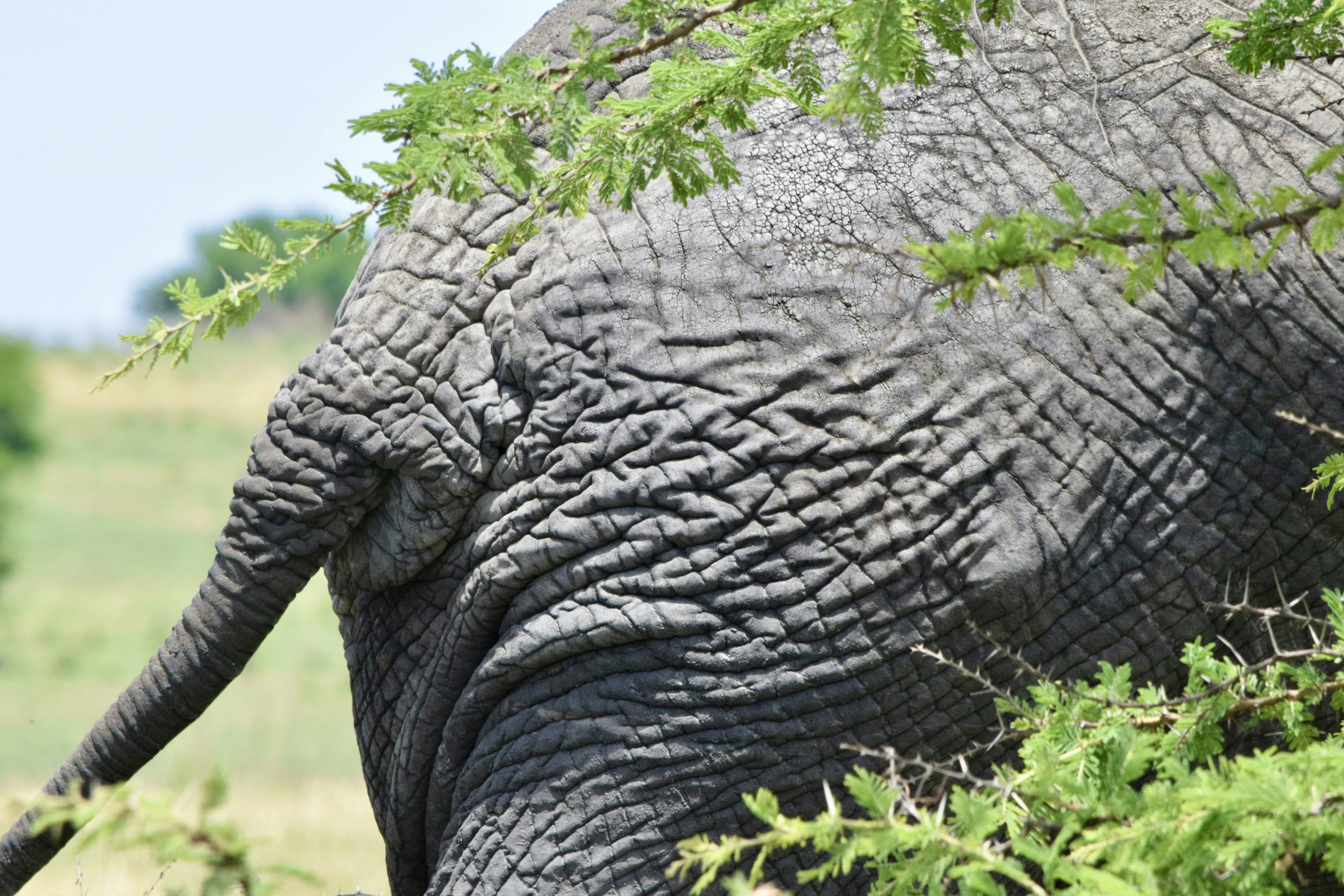Close-up of an elephant's textured skin and trunk amid green foliage in a bright outdoor setting. The shot emphasizes the rugged skin patterns and natural habitat context.