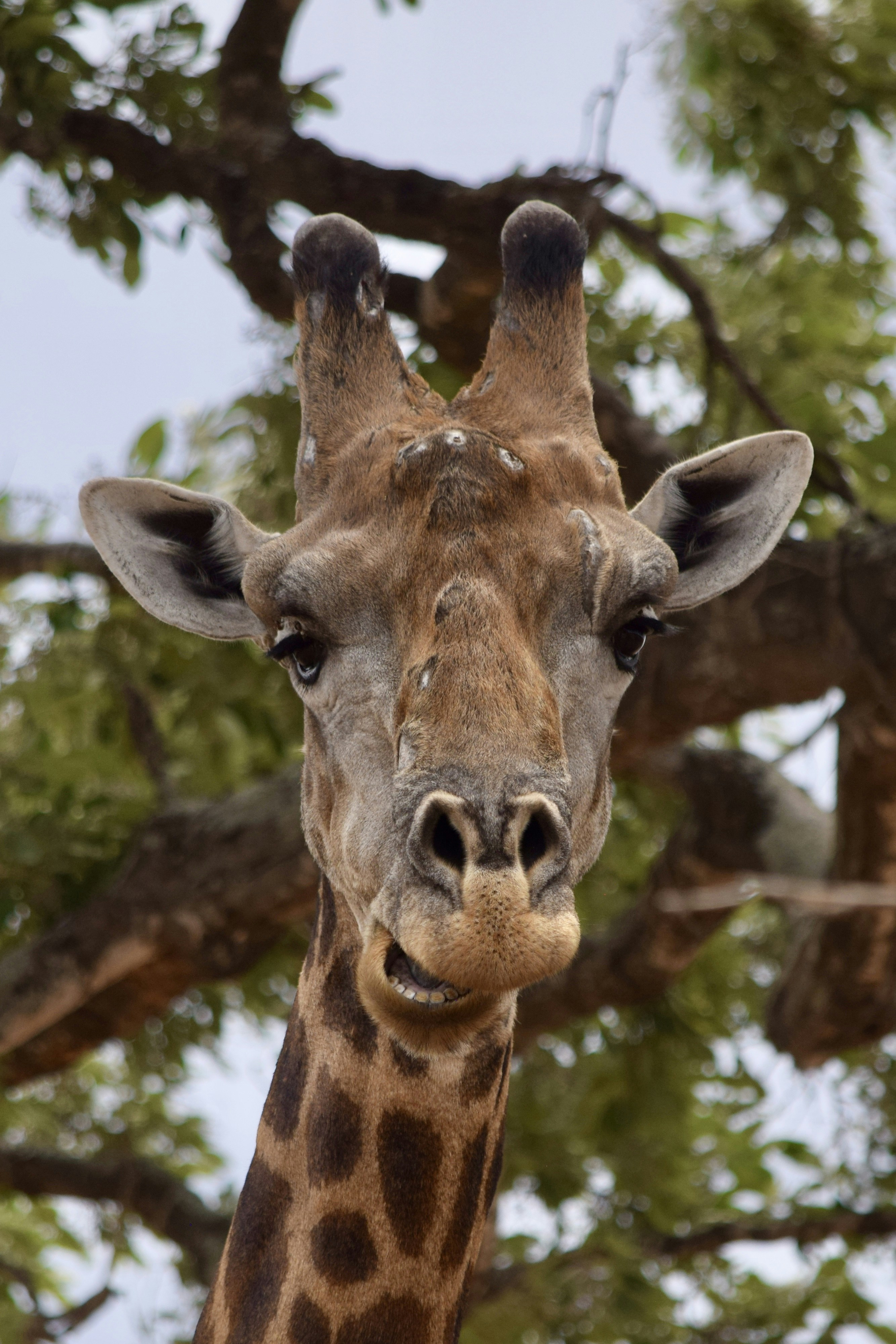 Giraffe Portrait: Curious Gaze Under Leafy Canopy